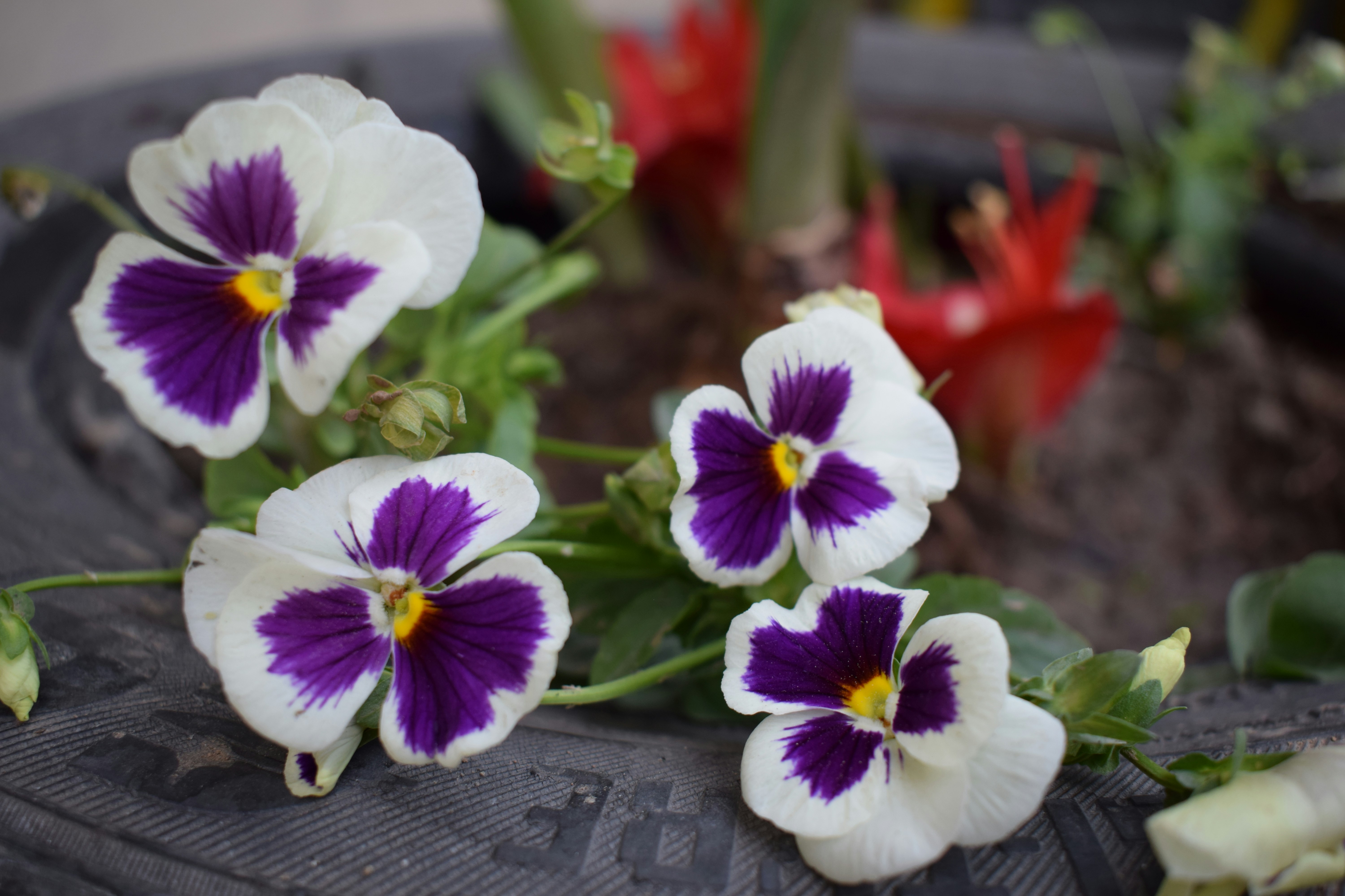 White-Purple Pansies Nestle on a Weathered Tire Planter
