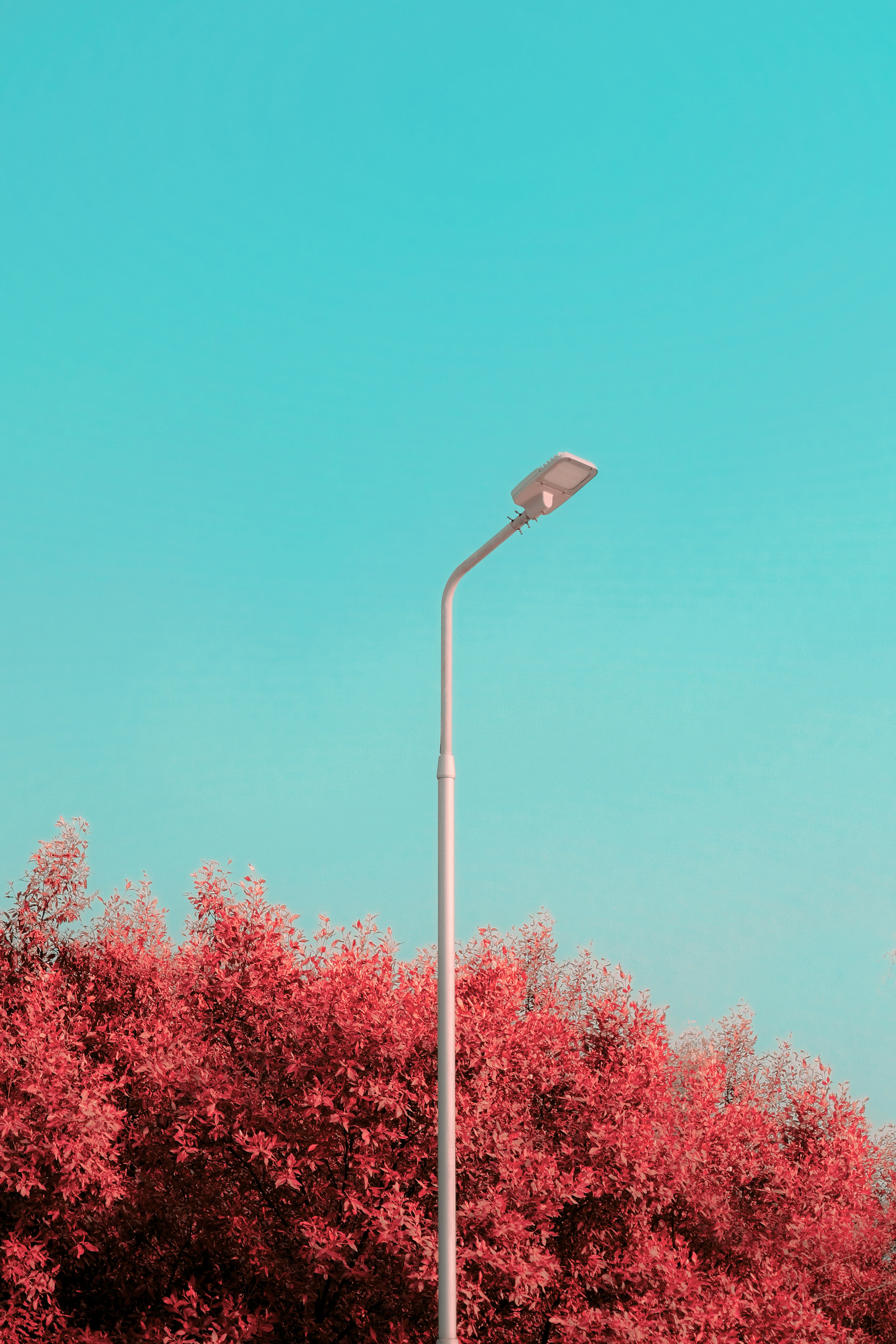 A solitary street lamp stands tall against a vibrant backdrop of pink foliage and a clear cyan sky.
