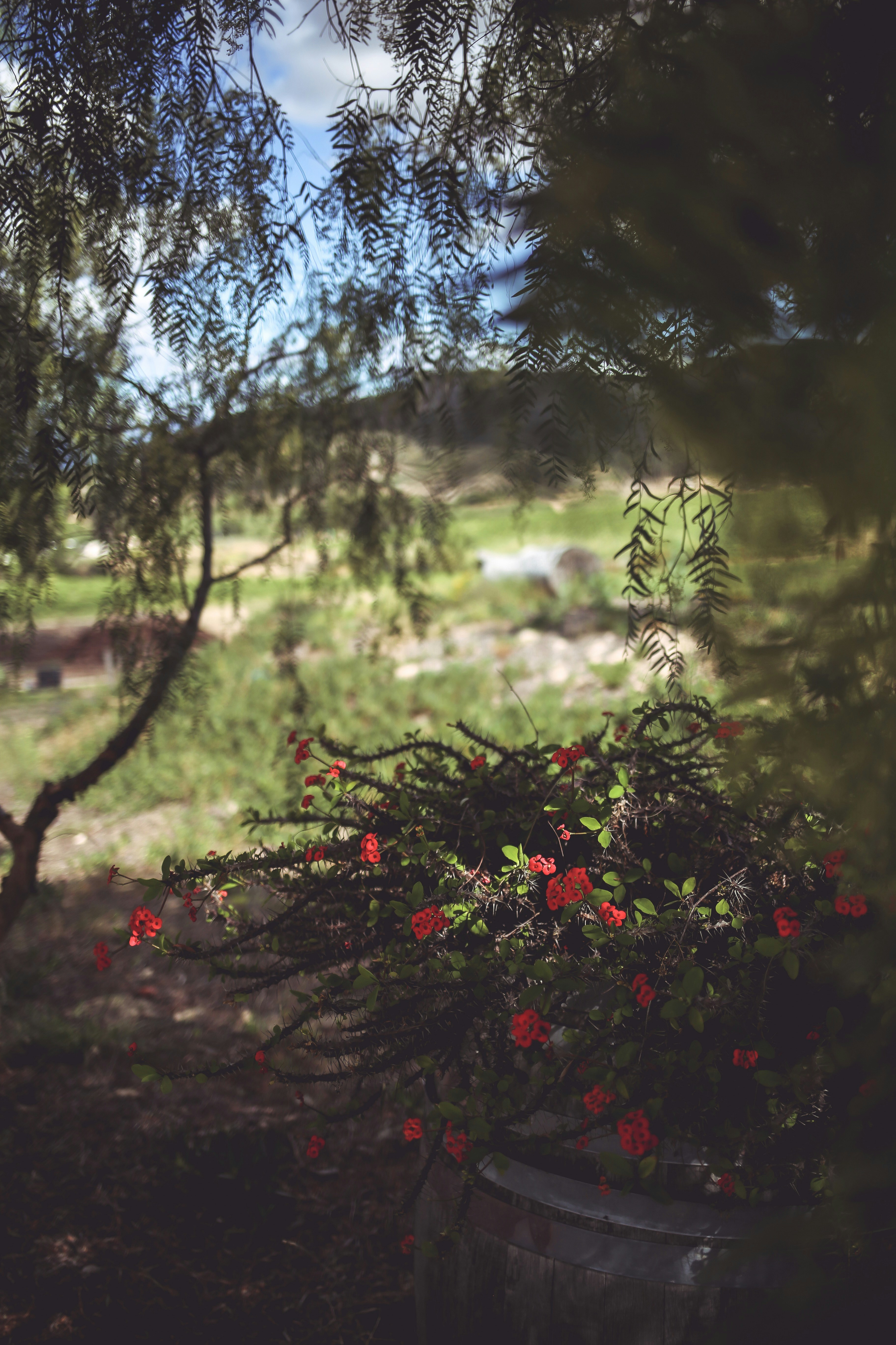 Vibrant Blossoms Amidst Vineyard Serenity