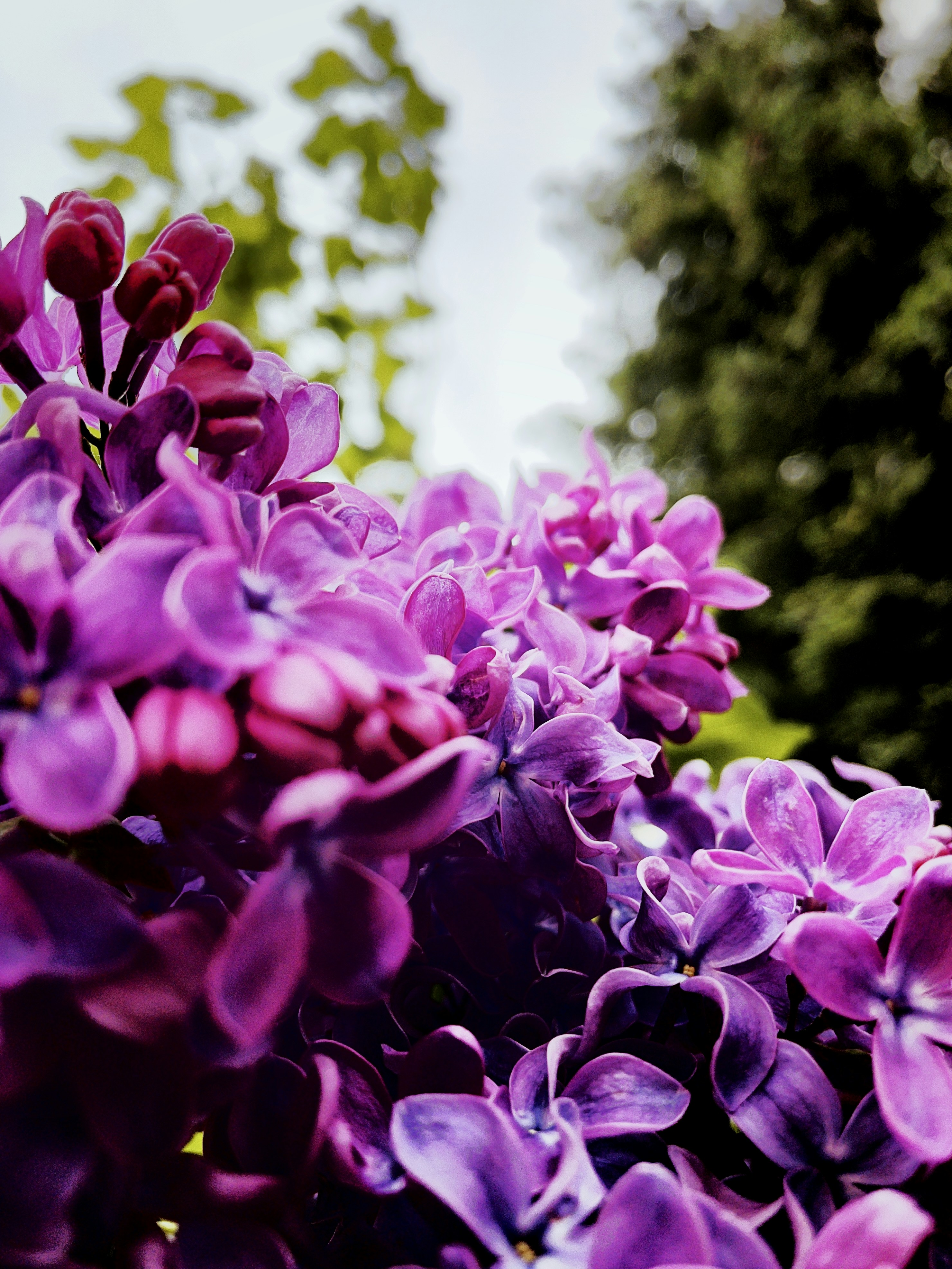 Sunlit Lilac: A Bold Close-Up of Purple Blooms