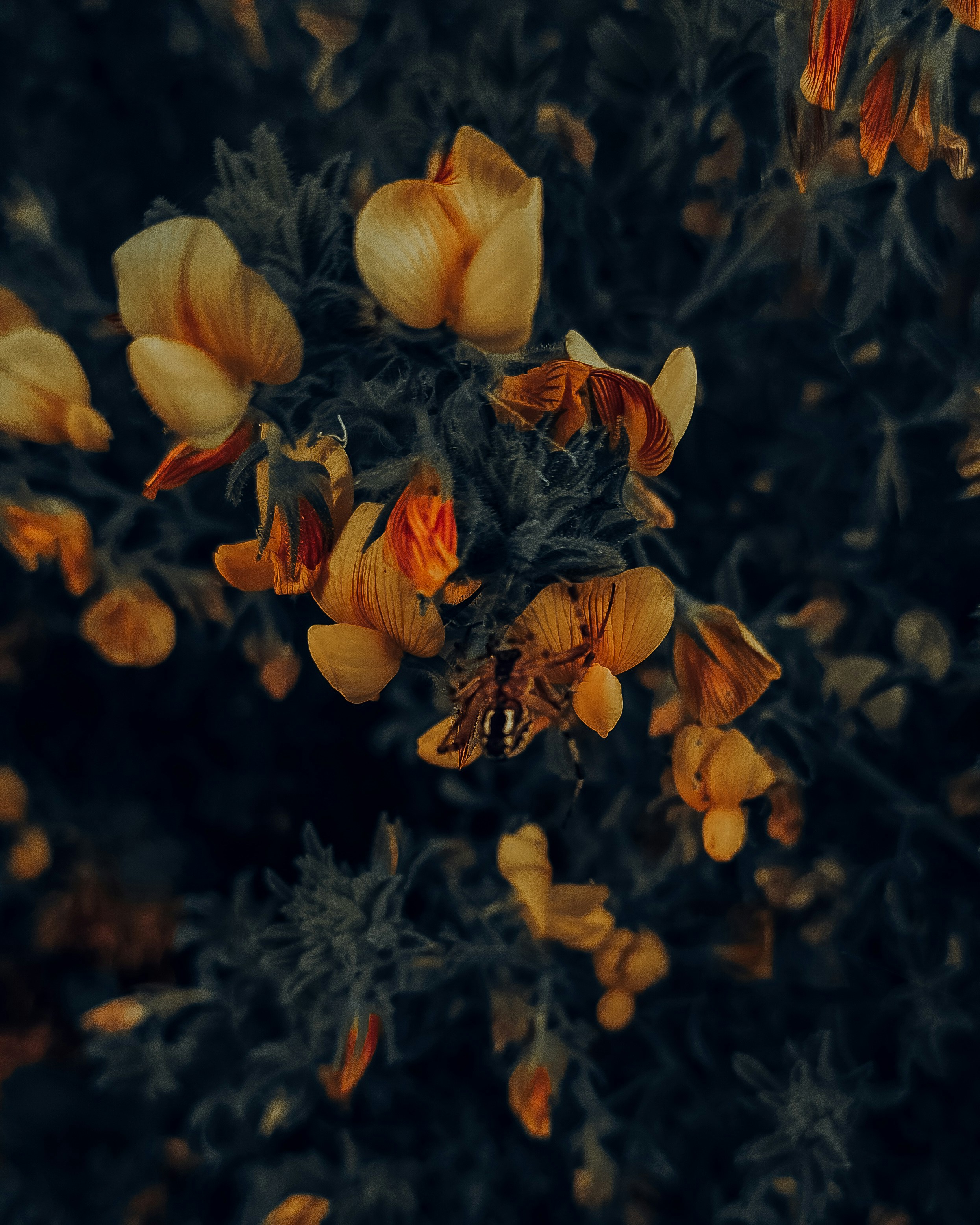 Twilight Amber: A Cluster of Fire-Tinted Flowers in Deep Shadow