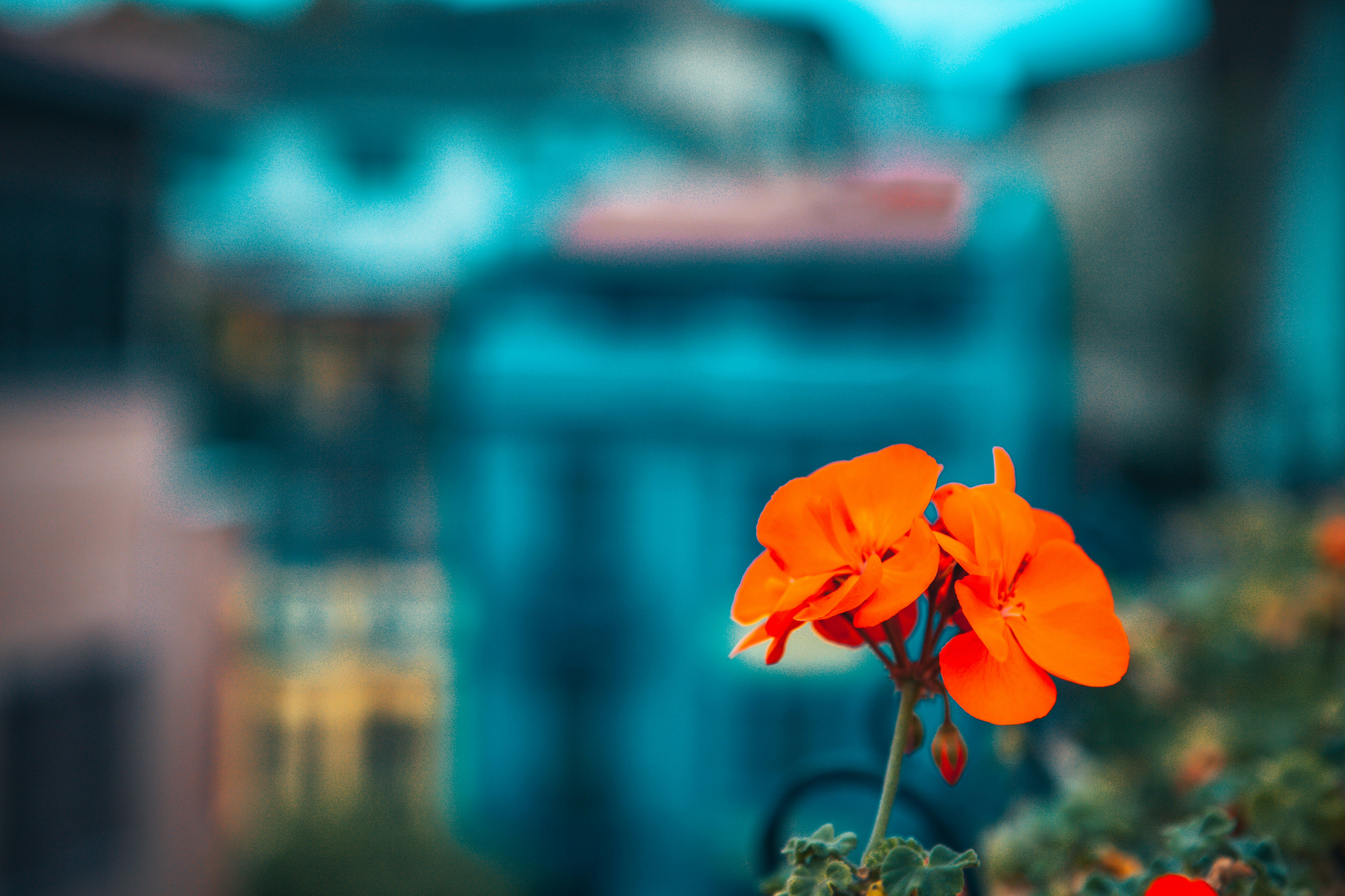 Flame in Focus: An Orange Bloom Against a Blur of Urban Blues