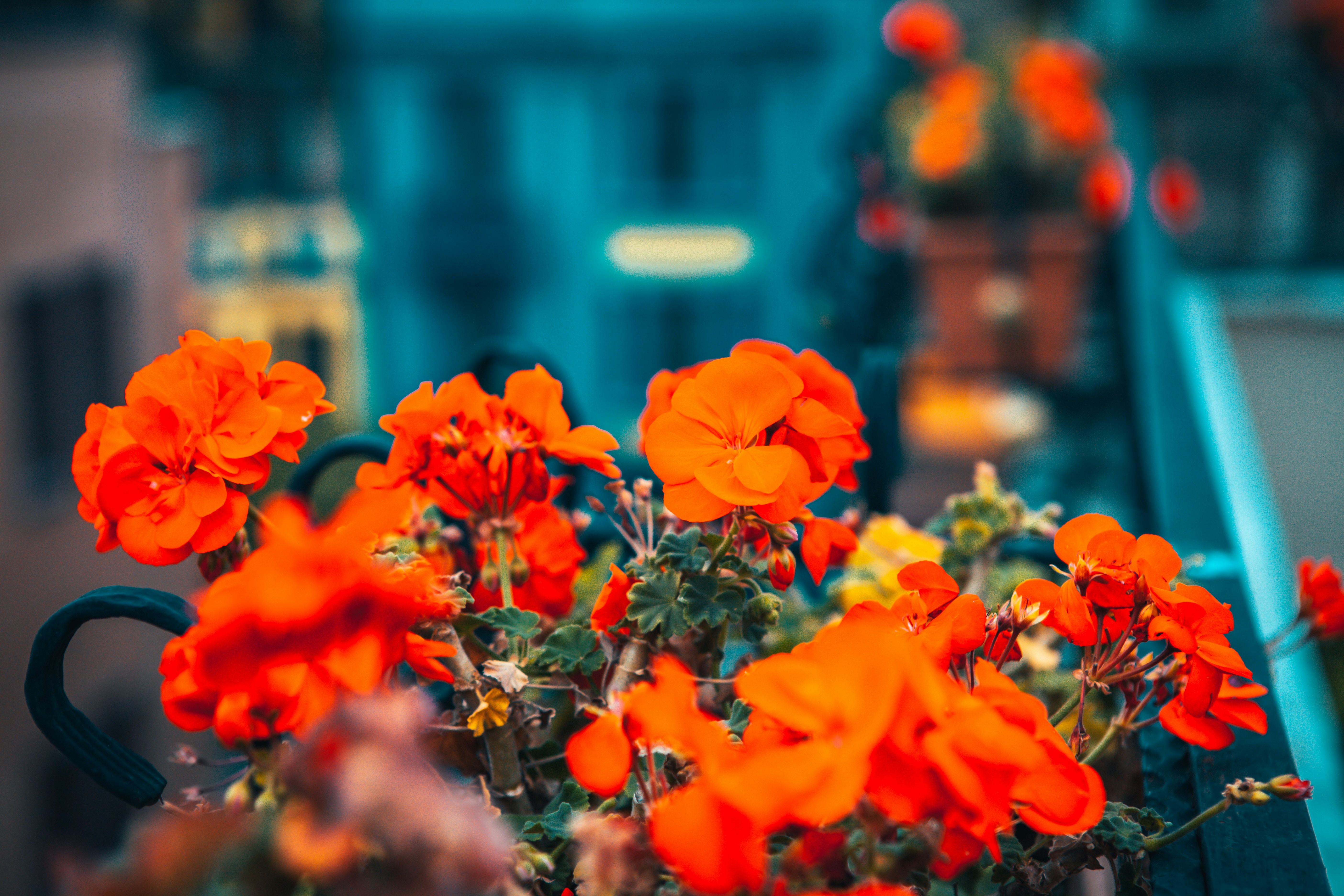 Crimson Geraniums Framing a City Balcony in Soft Focus