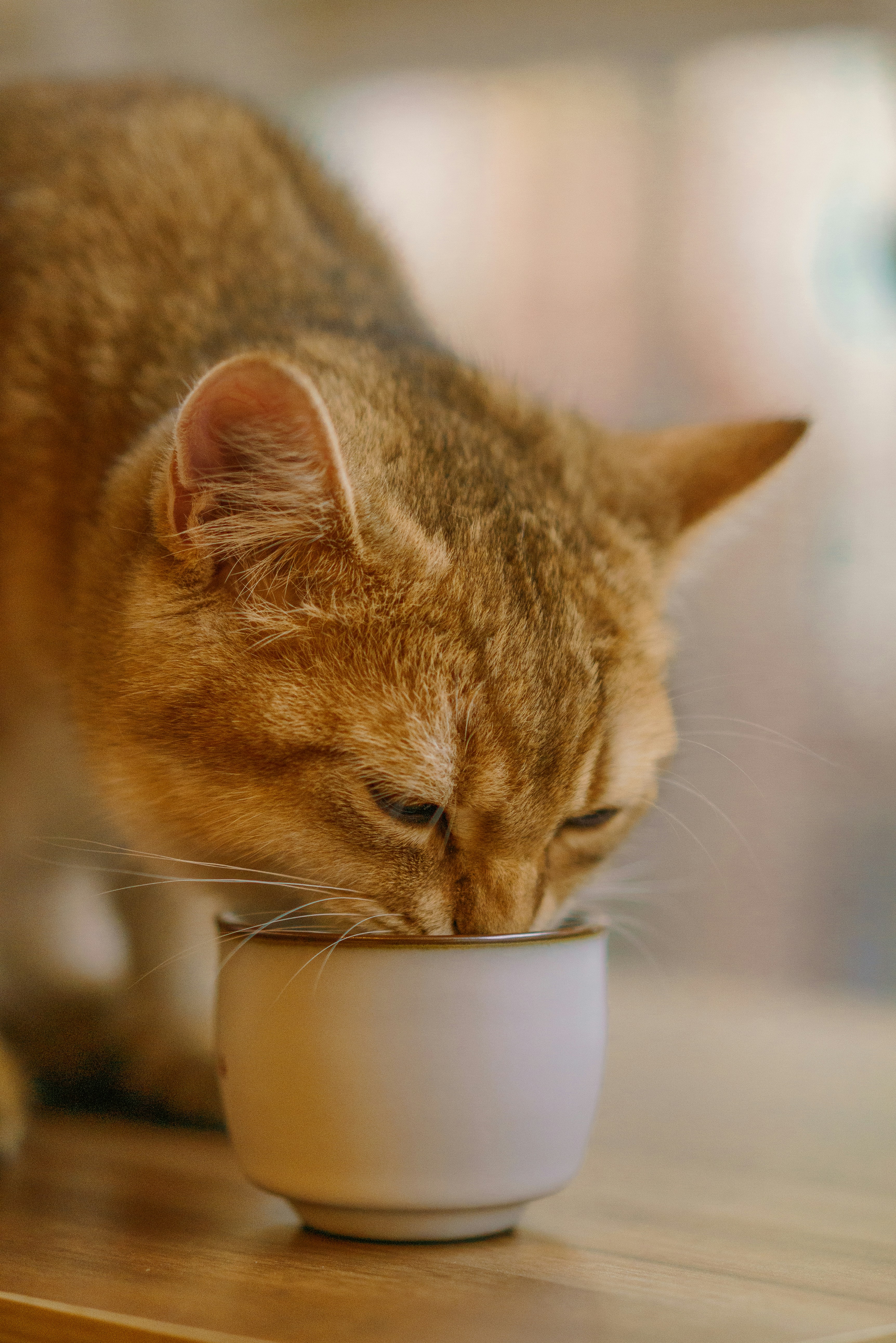 Orange tabby cat leaning over a small bowl, savoring its contents. Soft focus background enhances the intimate moment.