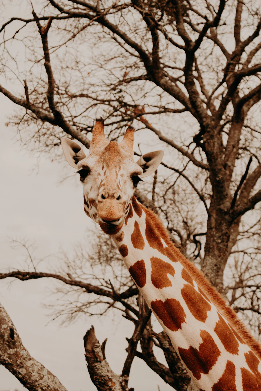 A giraffe faces the camera with leafless tree branches filling the background. Its patterned neck and head stand out against the pale sky.