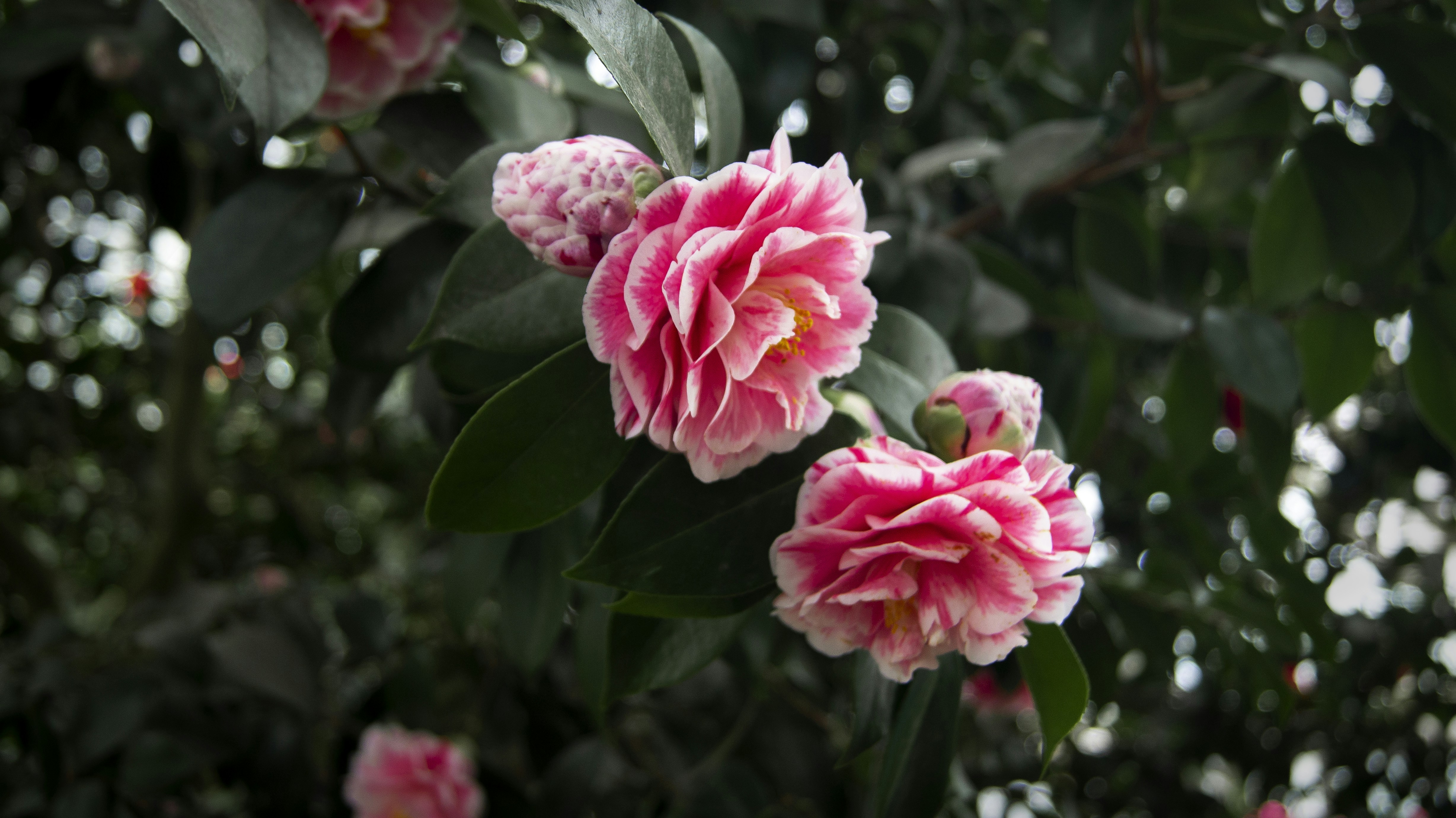 Pink camellia flowers bloom amidst lush green leaves, showcasing intricate petal patterns and vibrant colors.
