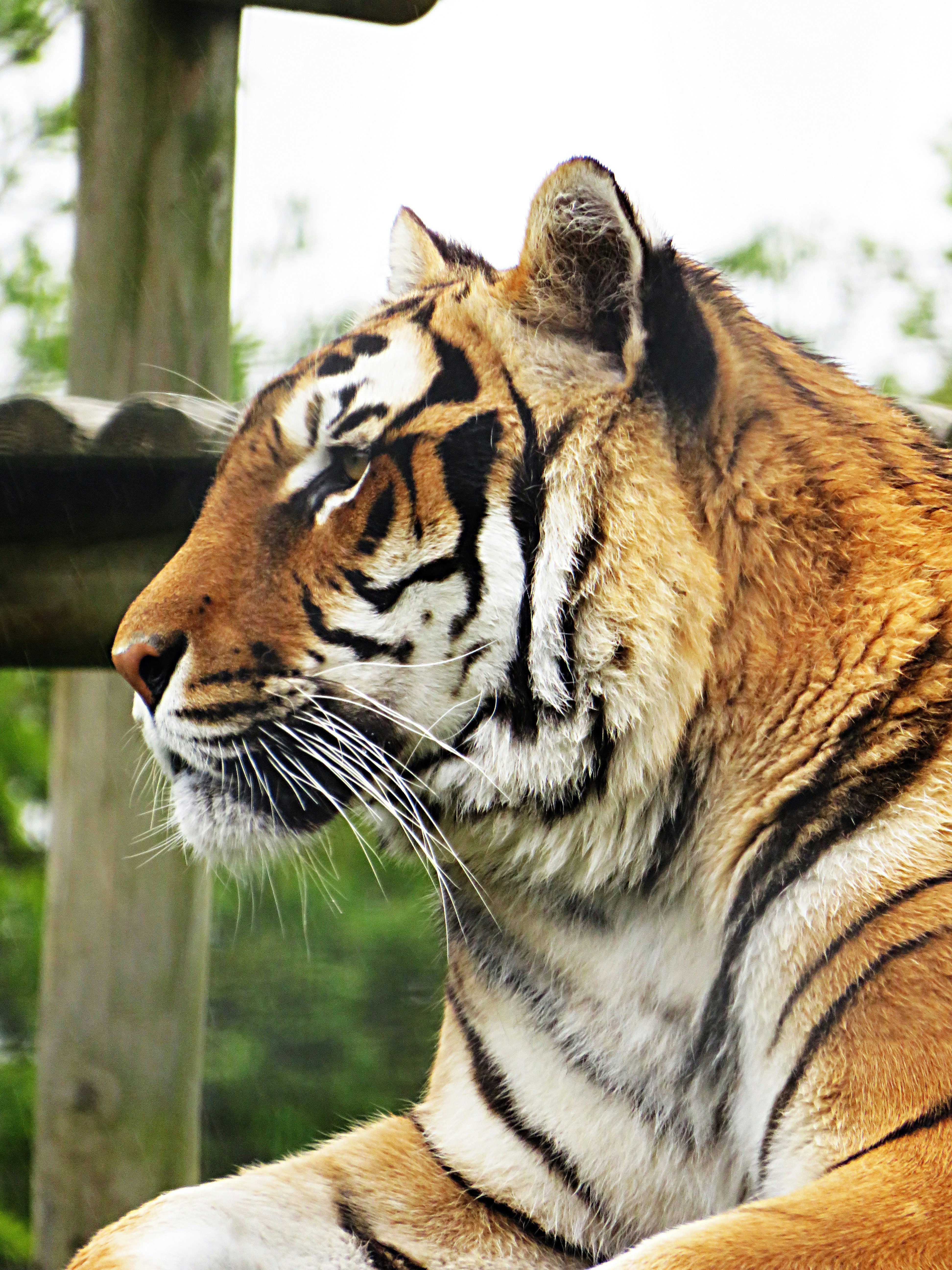 Brown and black tiger on cage photo – Free Animal Image on Unsplash
