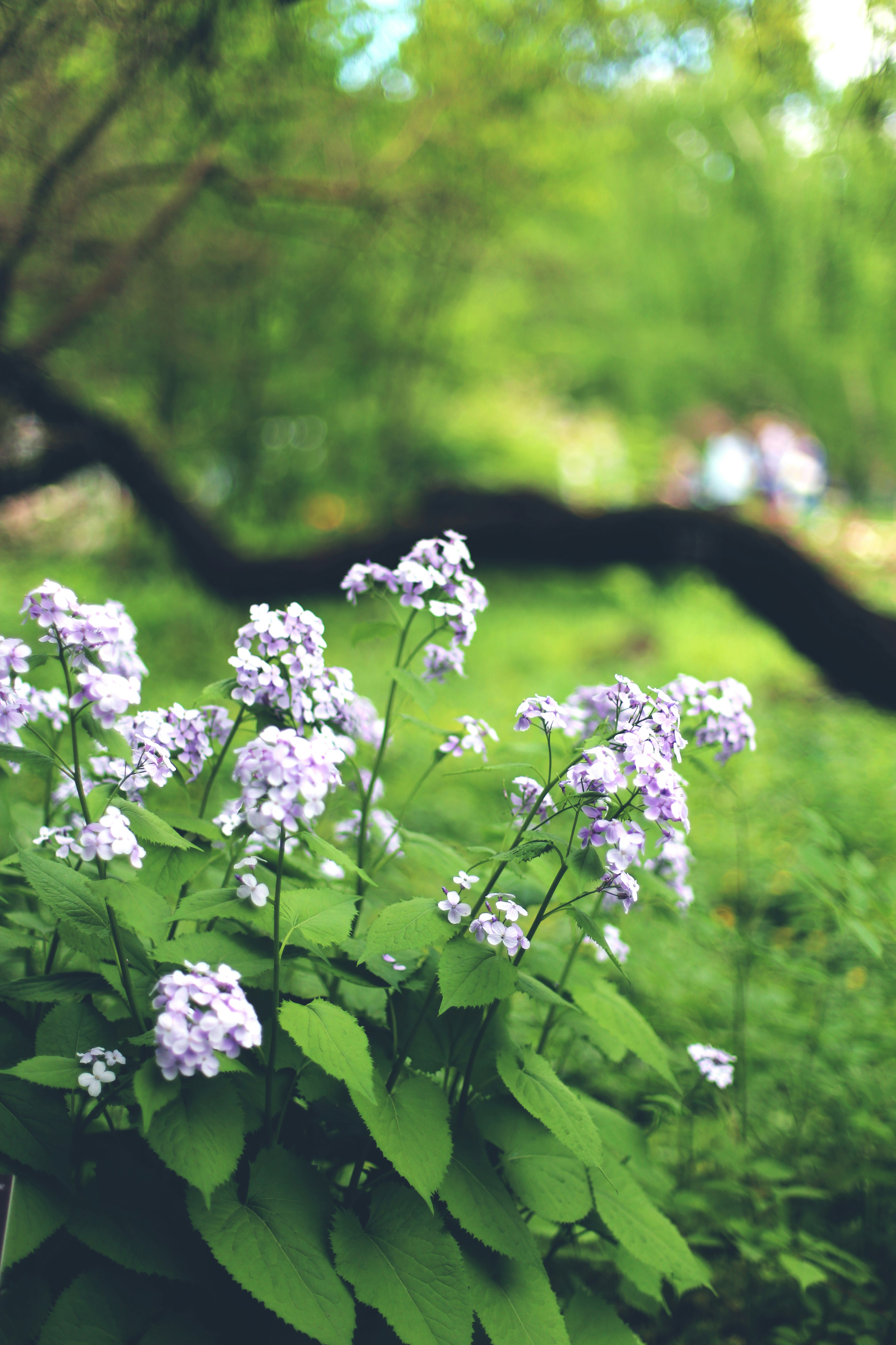 Pastel Hydrangea Cluster in a Sunlit Forest Glade