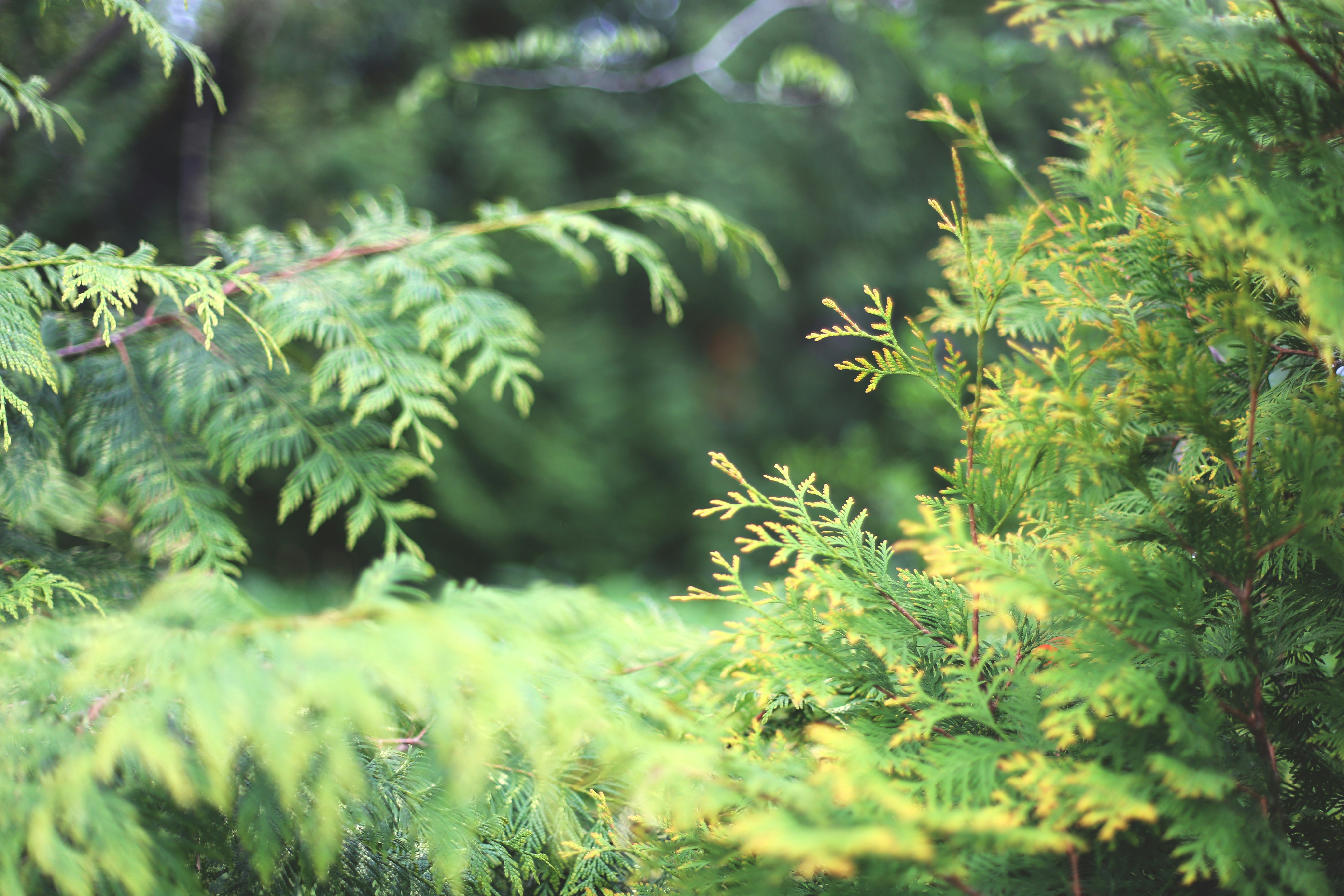 Lush green foliage intermingles in a serene forest setting, highlighting the intricate details of nature's palette.