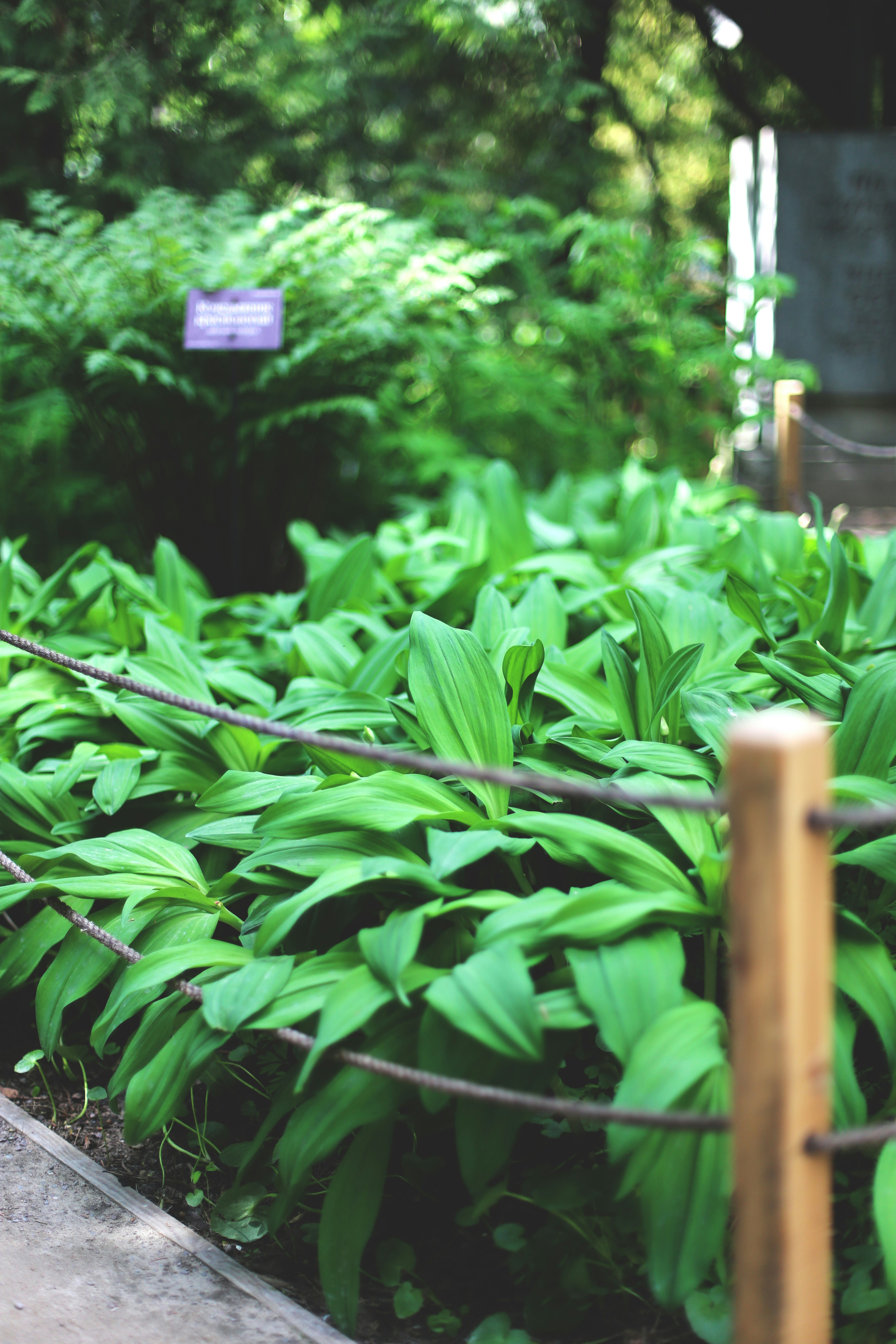 green leaves on brown wooden fence