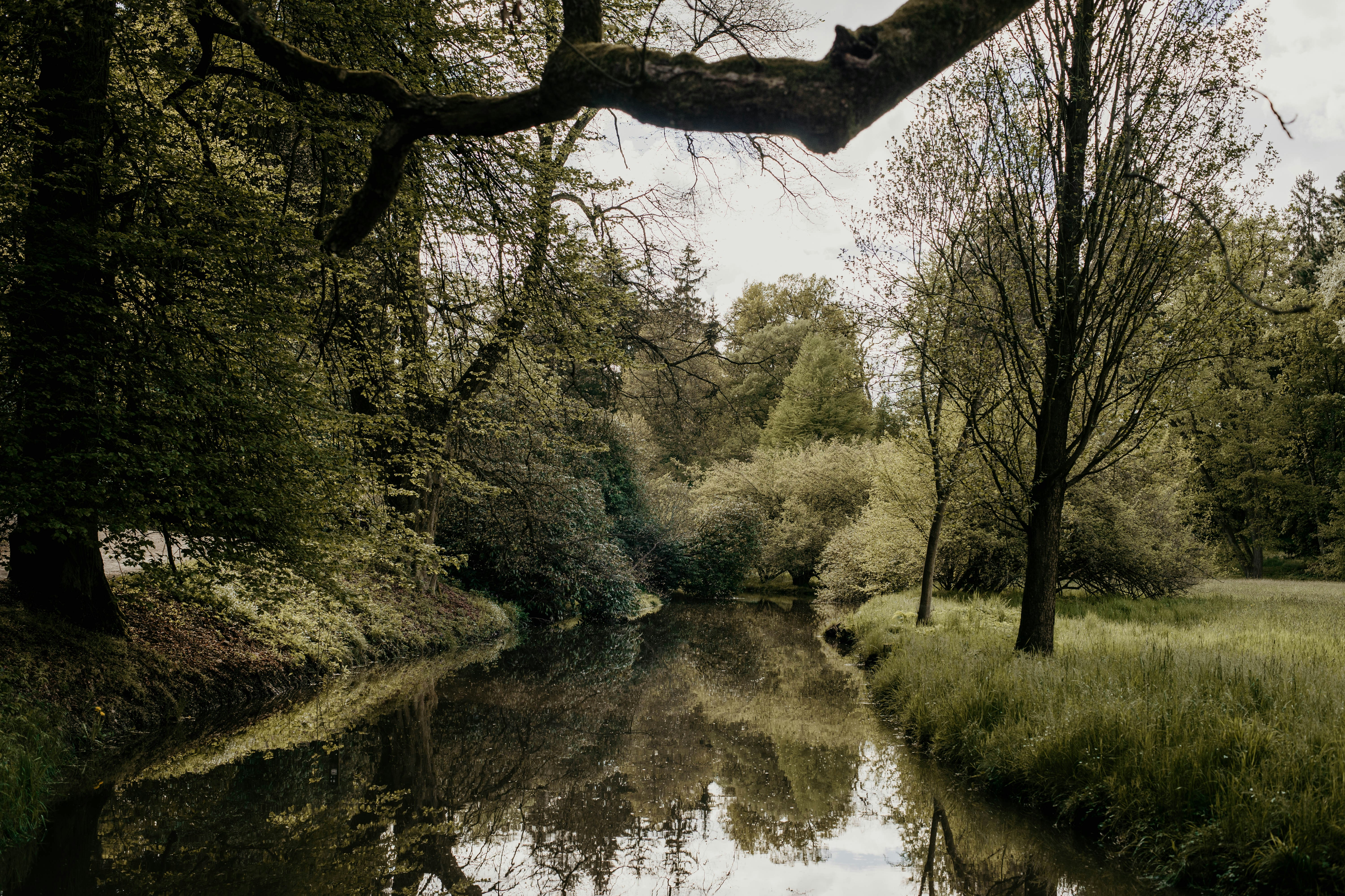 Green trees beside river under blue sky during daytime photo – Free ...