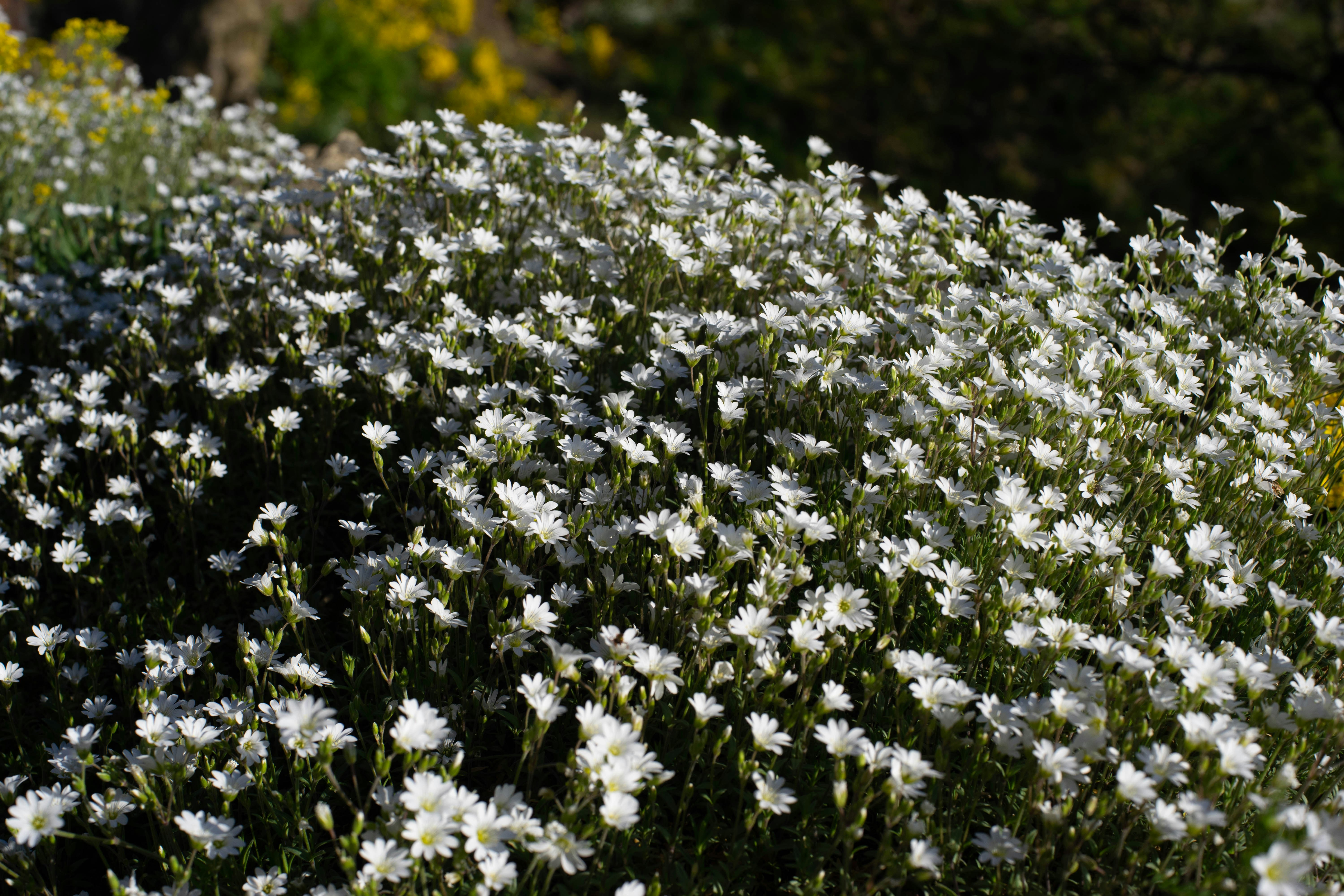 Sea of White Petals: A Sunlit Field of Blooms
