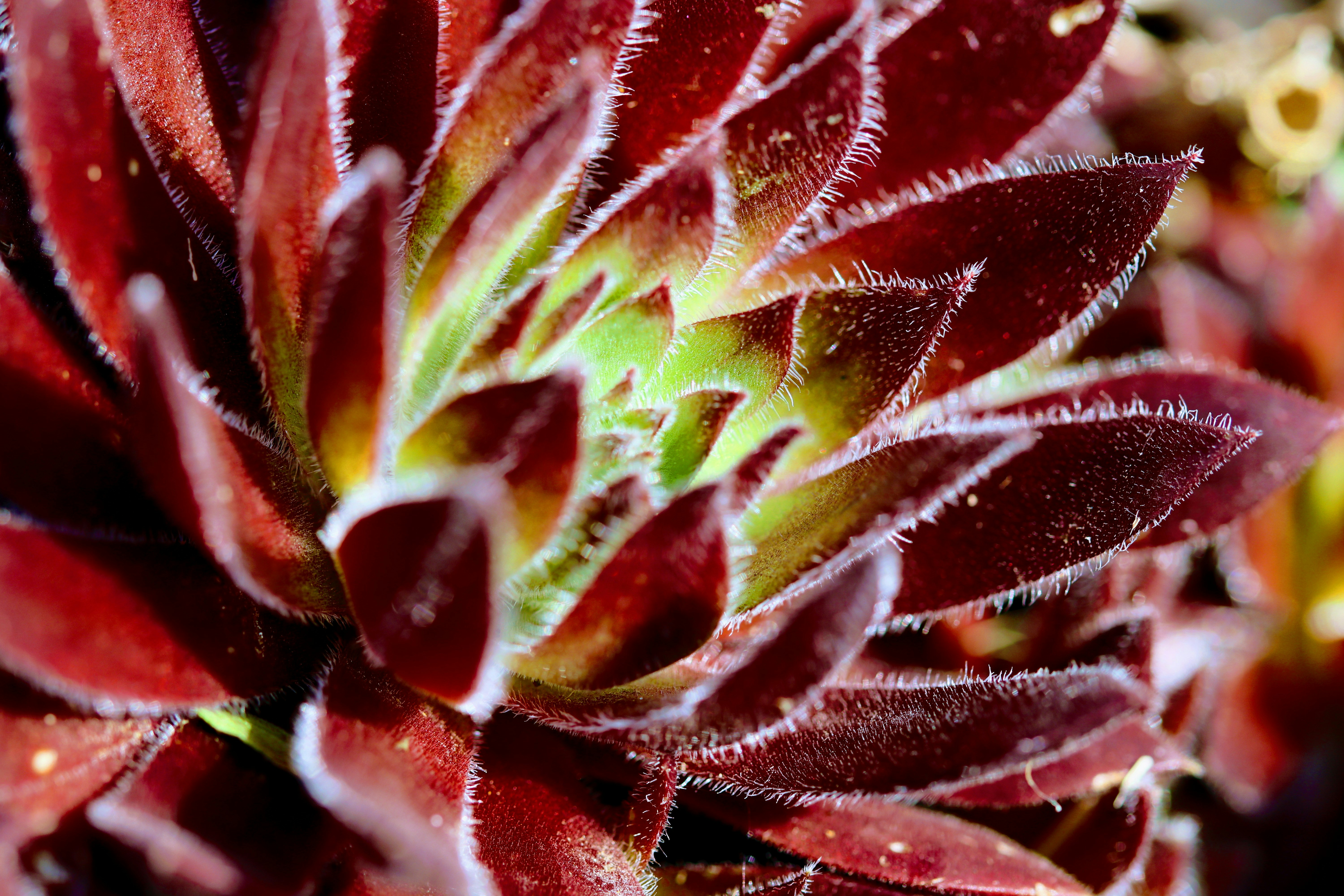 Red and green plant in close up photography photo – Free Slovakia Image ...