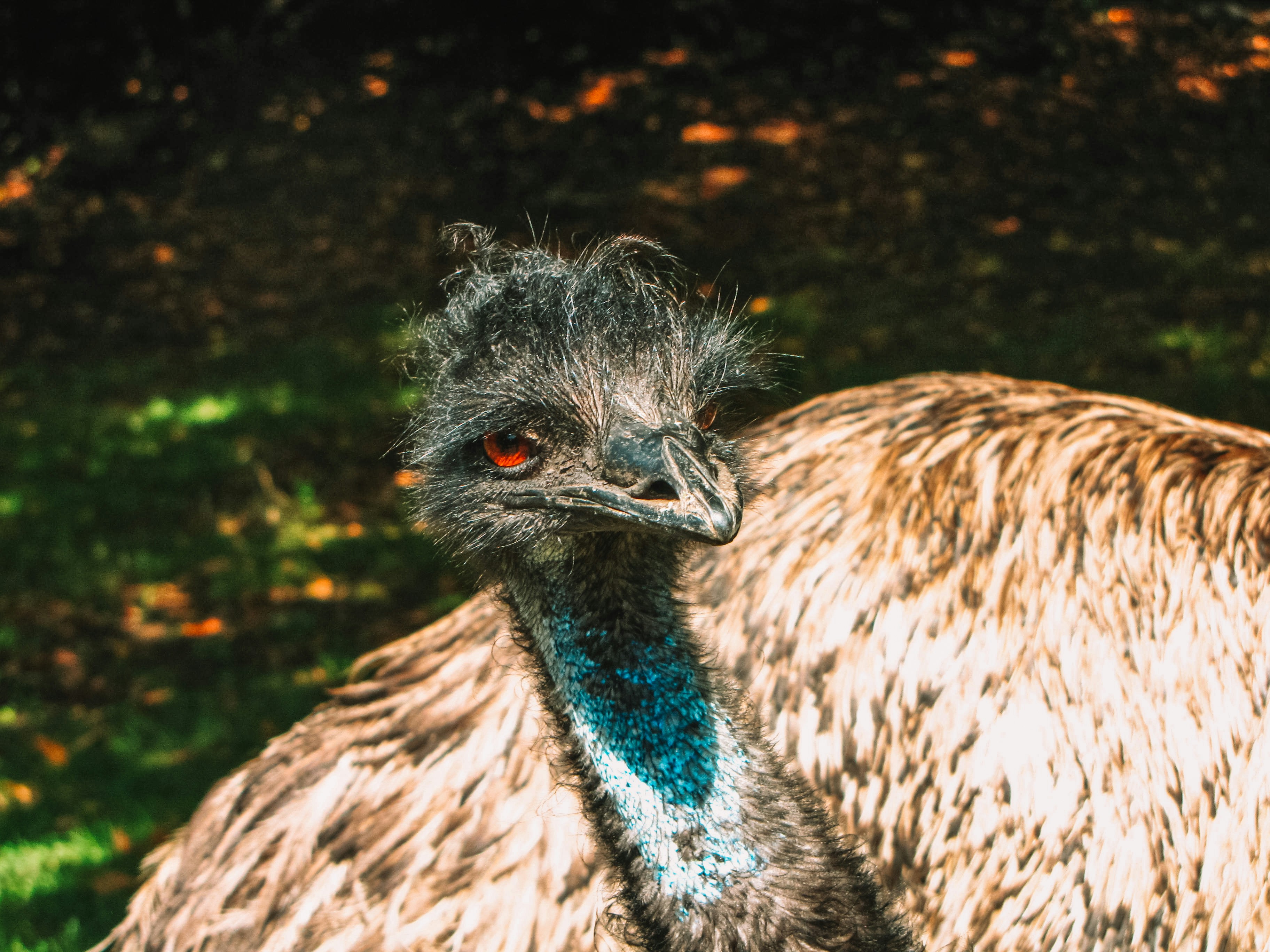 Close-up of an emu with striking features, showcasing its vivid eye and textured feathers against a blurred natural backdrop.