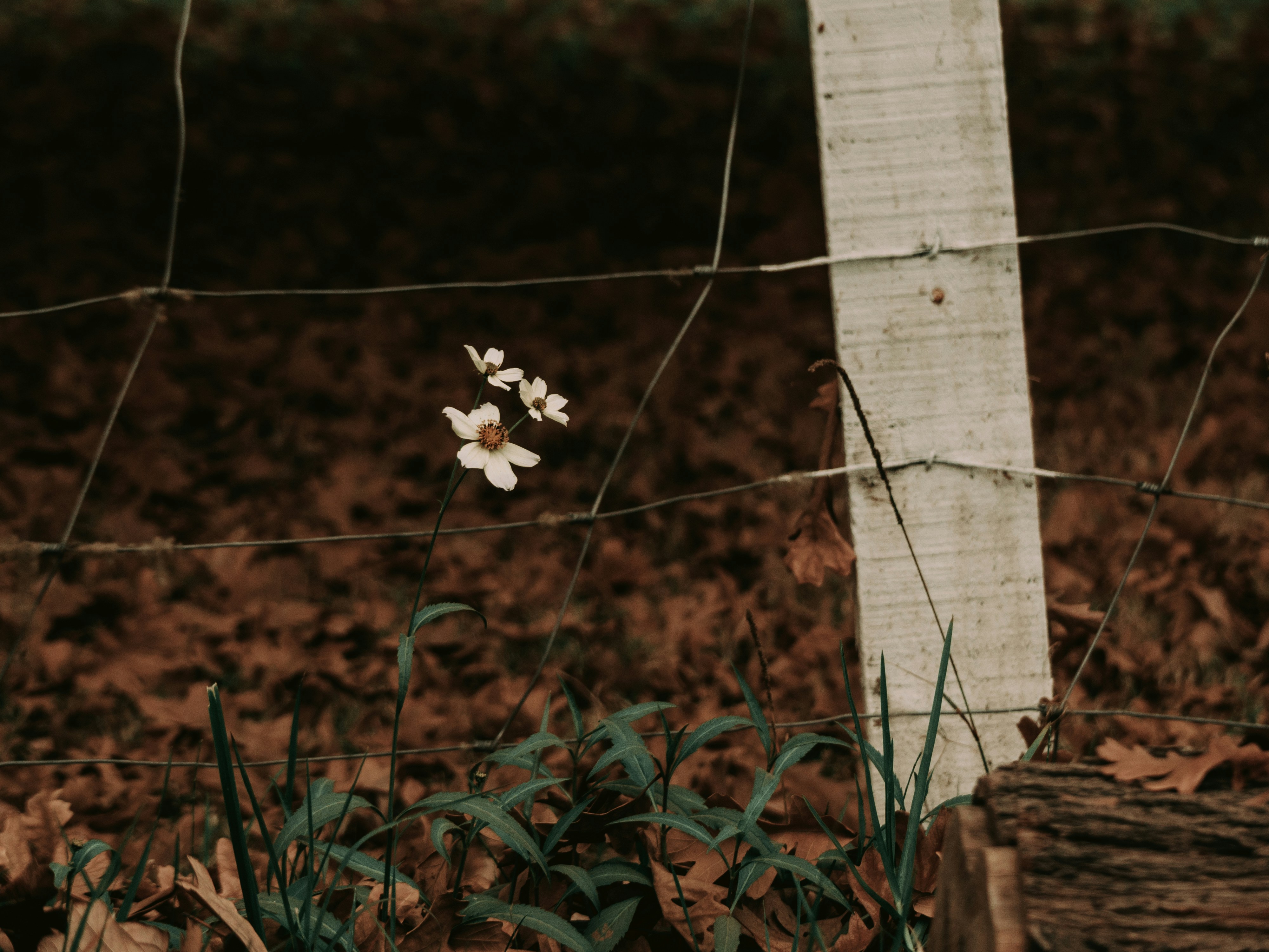 White wildflower tethered by fence posts in autumnal field