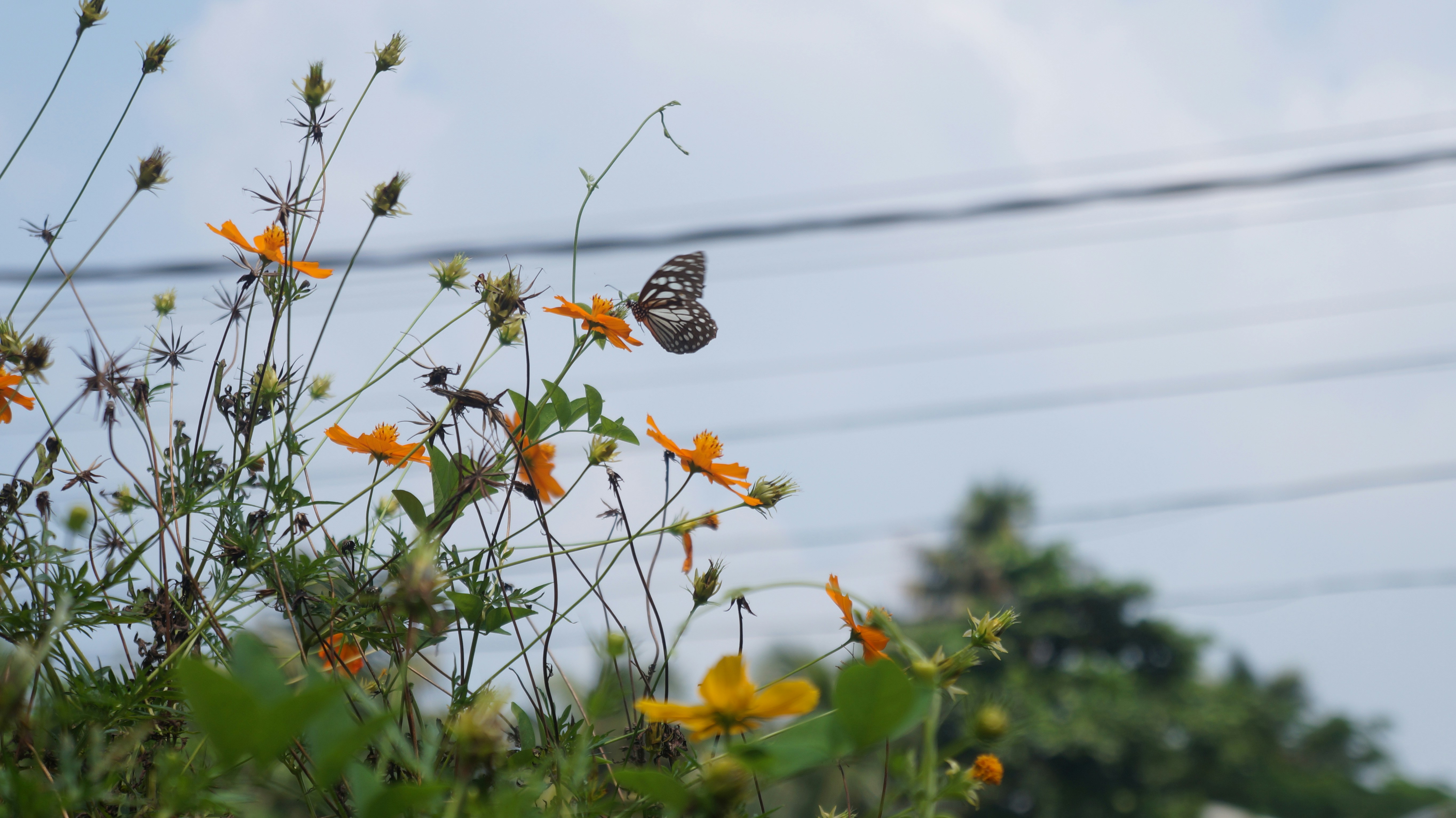 Butterfly Pause Among Orange Wildflowers by a Quiet Road