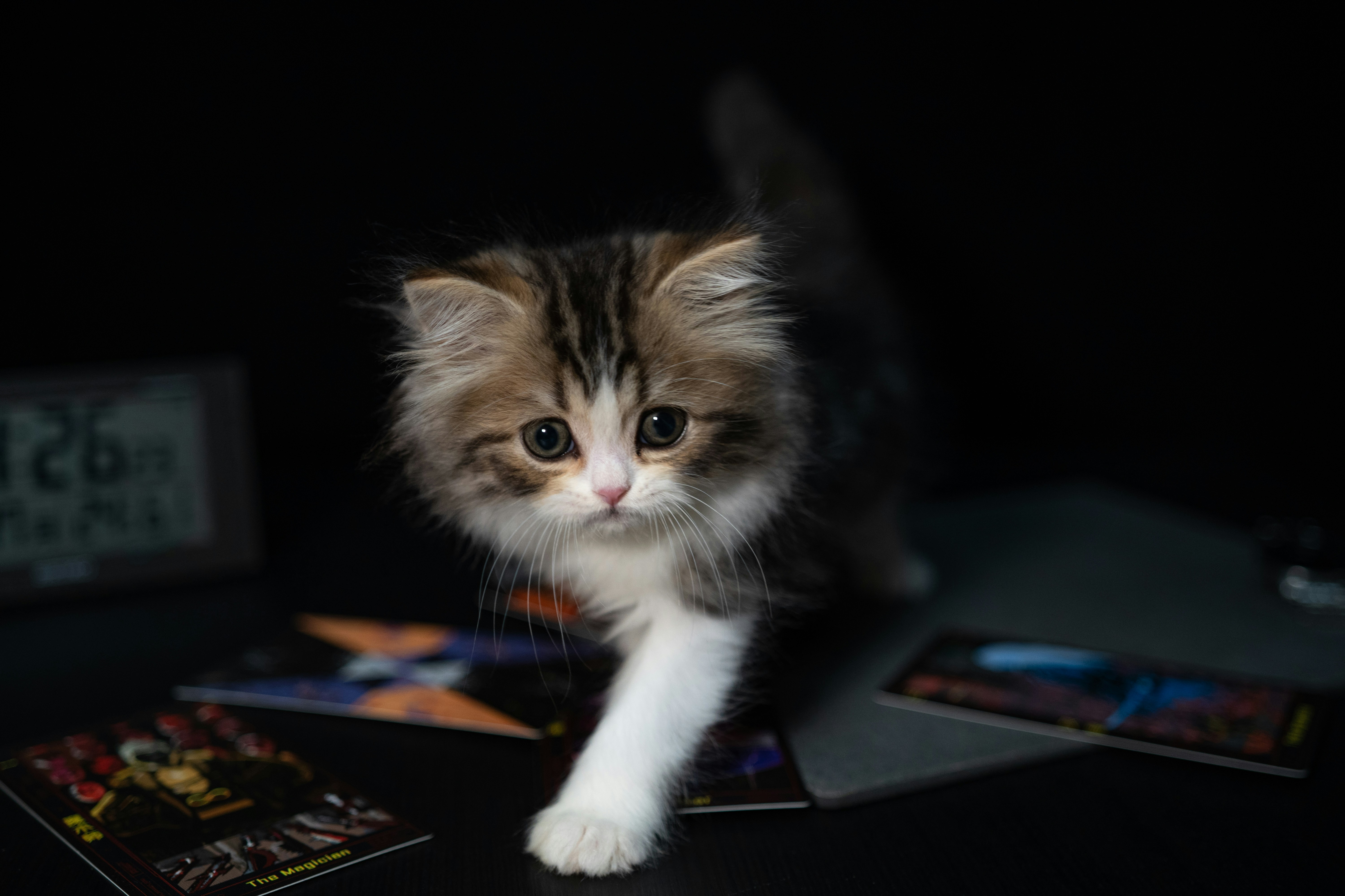 Fluffy kitten exploring a dark setting, surrounded by colorful postcards and a clock. Its curious gaze draws attention.