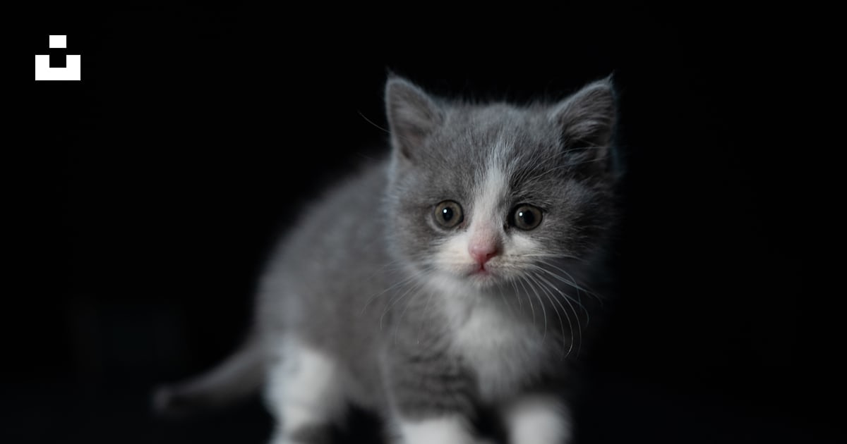 회색과 흰색 짧은 모피 고양이 사진 Unsplash의 무료 고양이 이미지