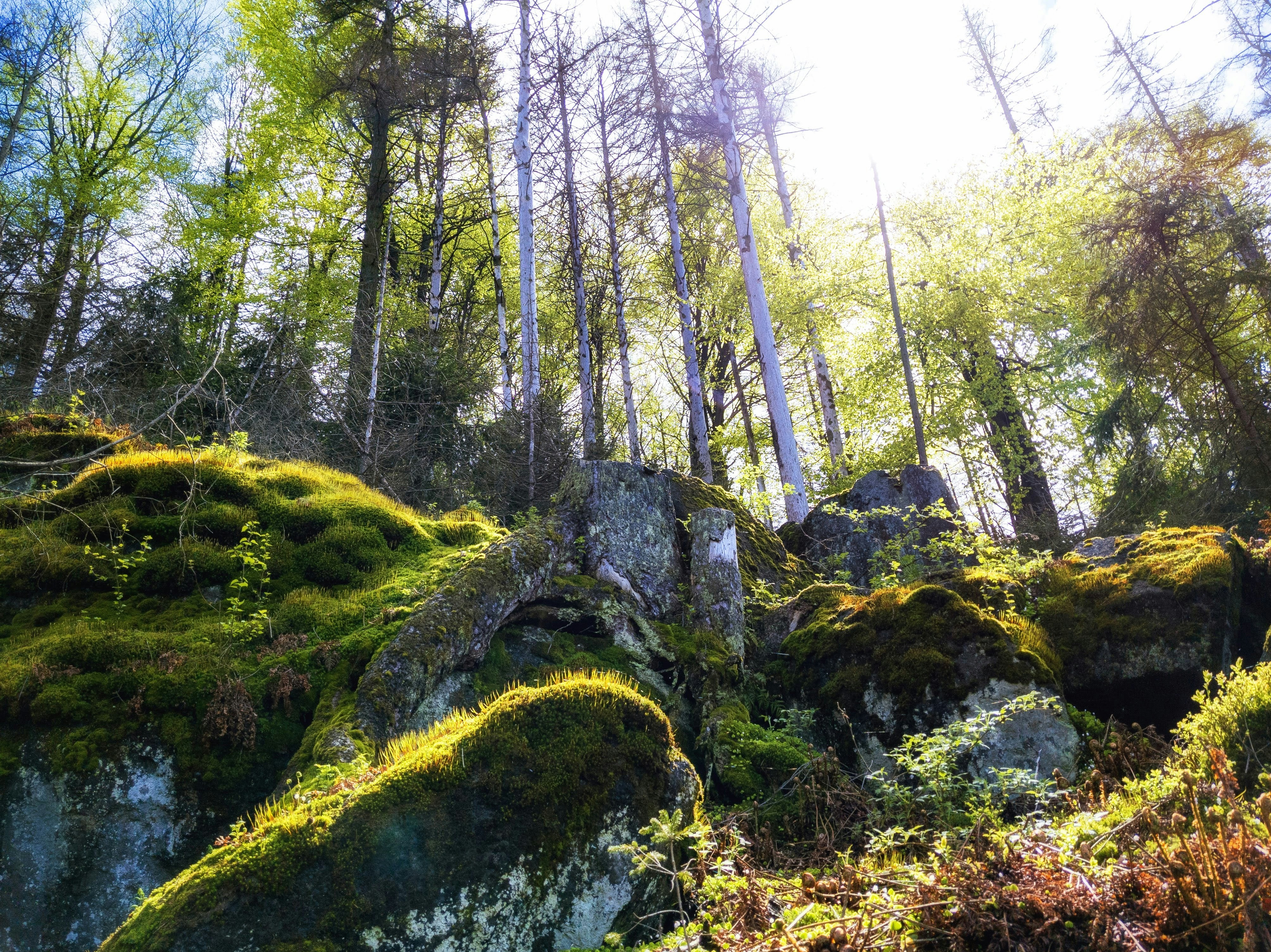 Sunlight filters through tall trees onto moss-covered rocks in a lush forest scene.
