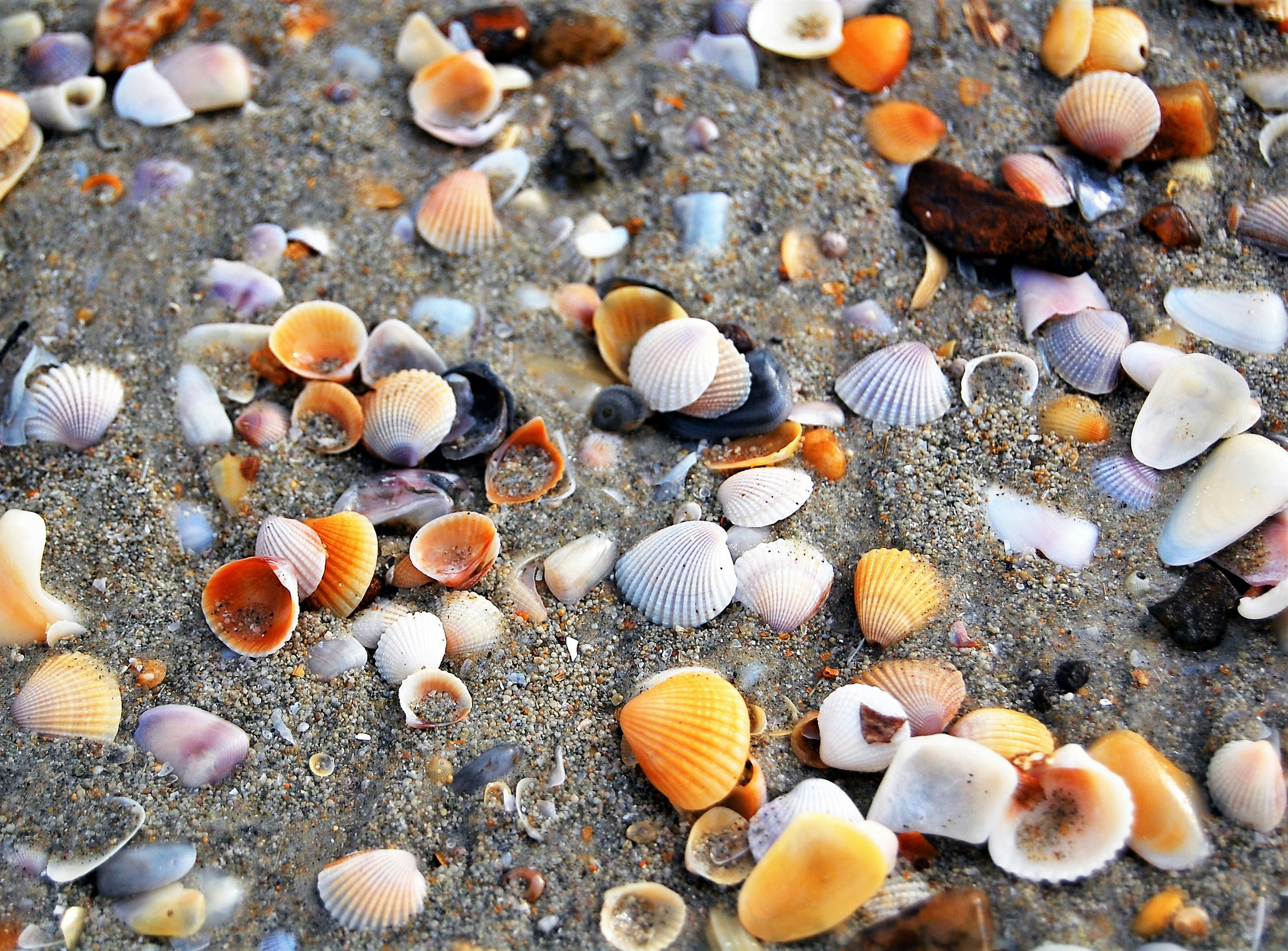 White and brown seashells on gray sand photo – Free Animal Image on ...