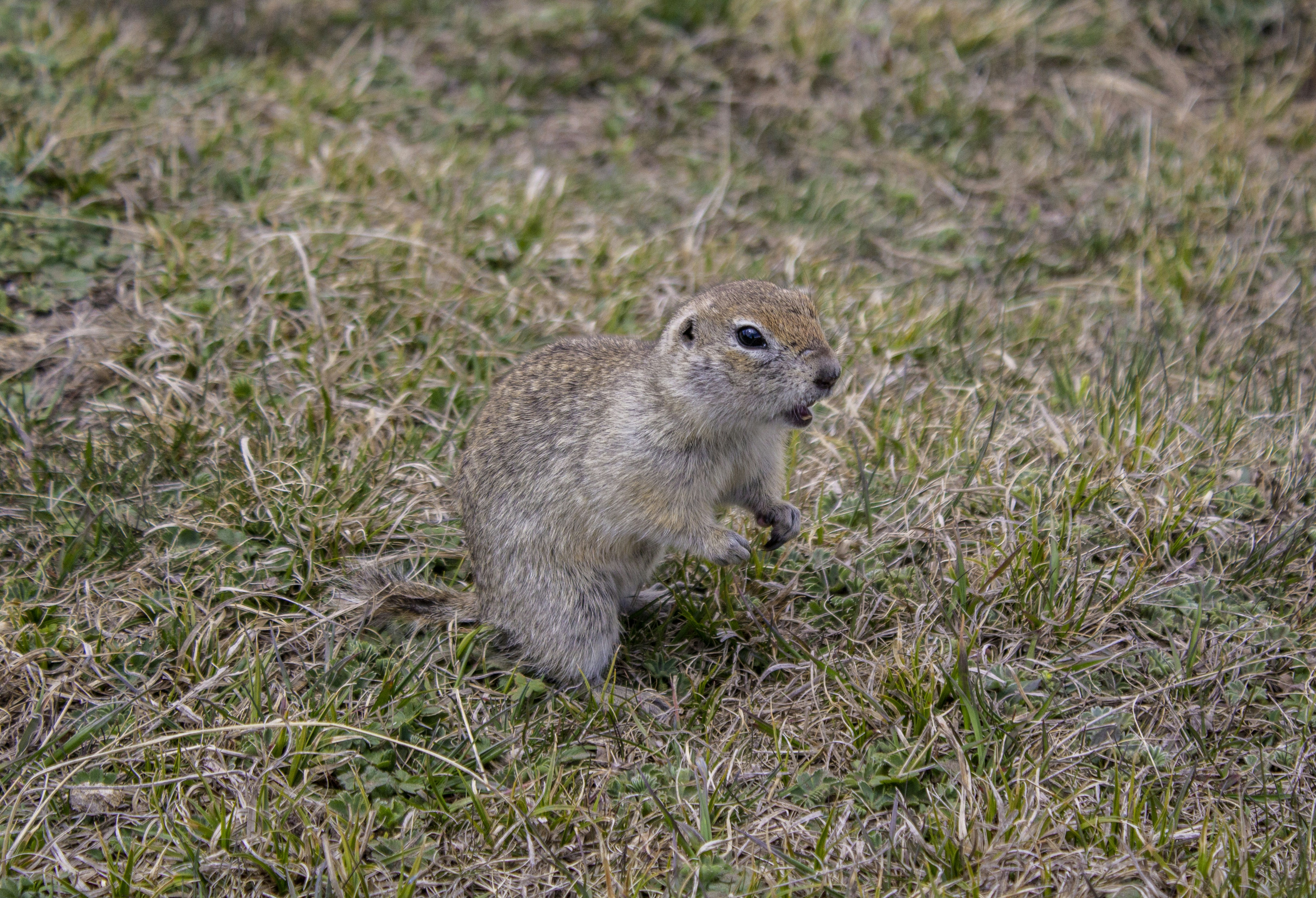 Ground squirrel standing on its hind legs, surveying its surroundings in a grassy field.