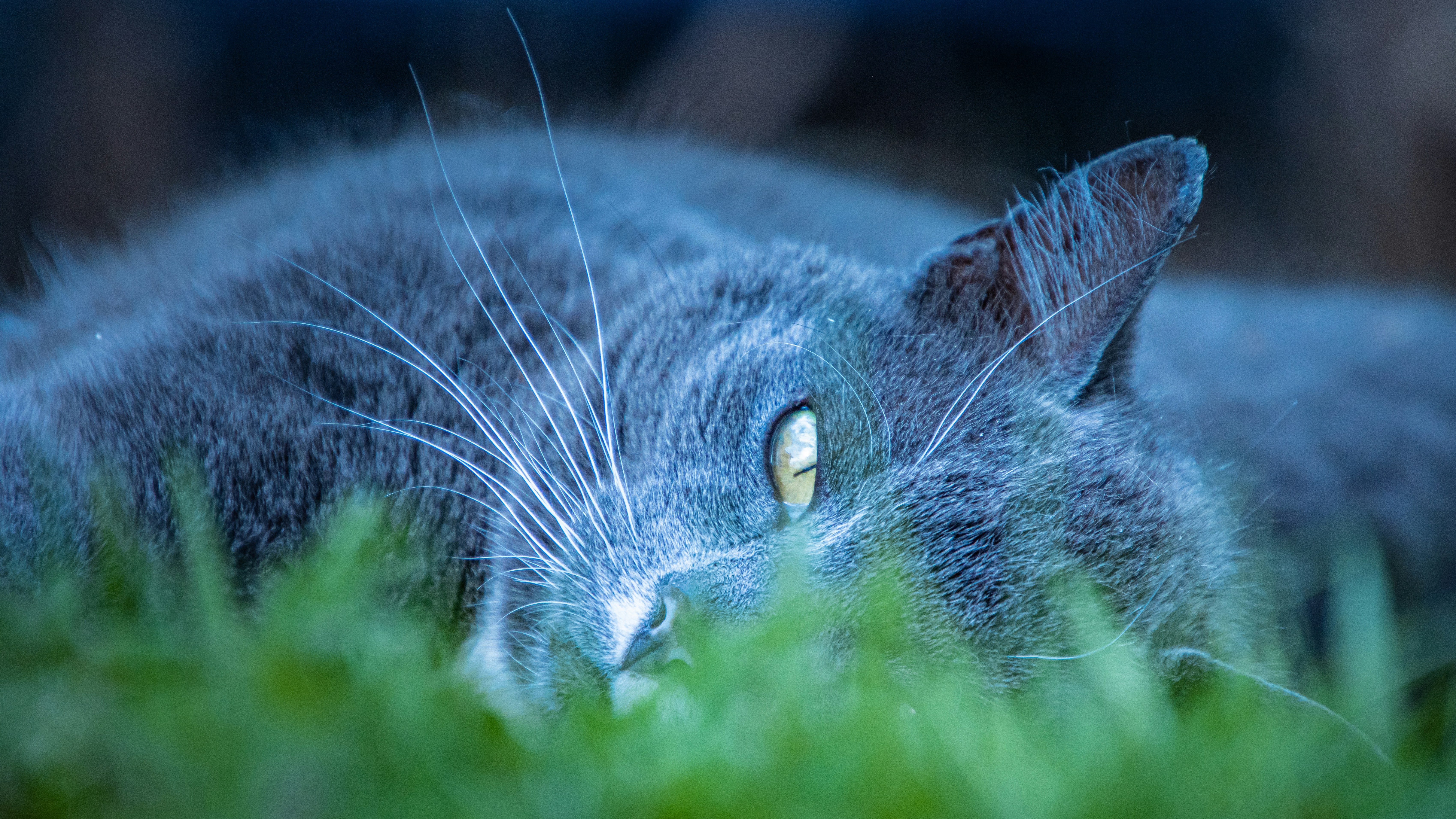 Mosku, the legendary 10-year-old cat.