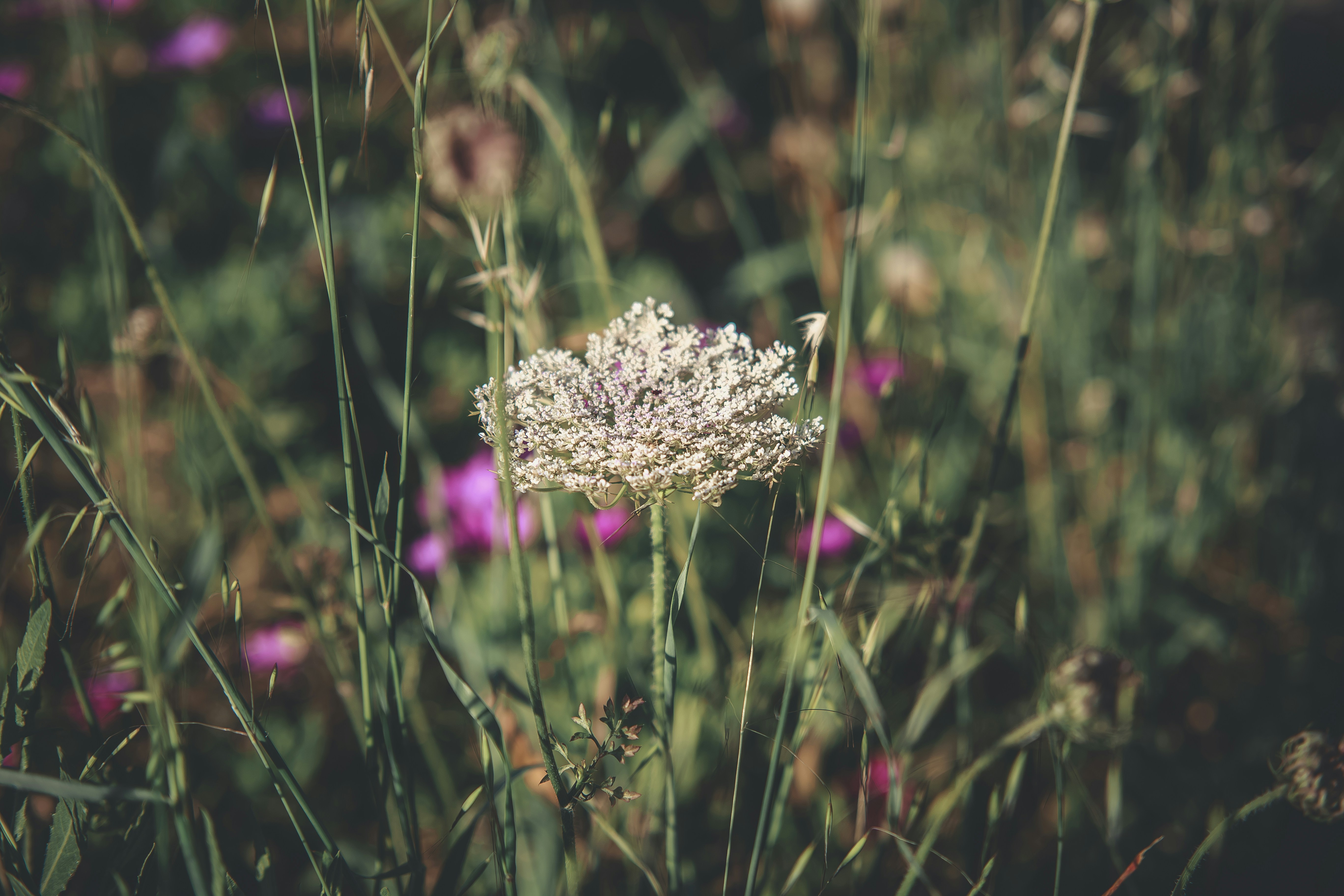 Queen Anne’s Lace in a Quiet Sea of Grass