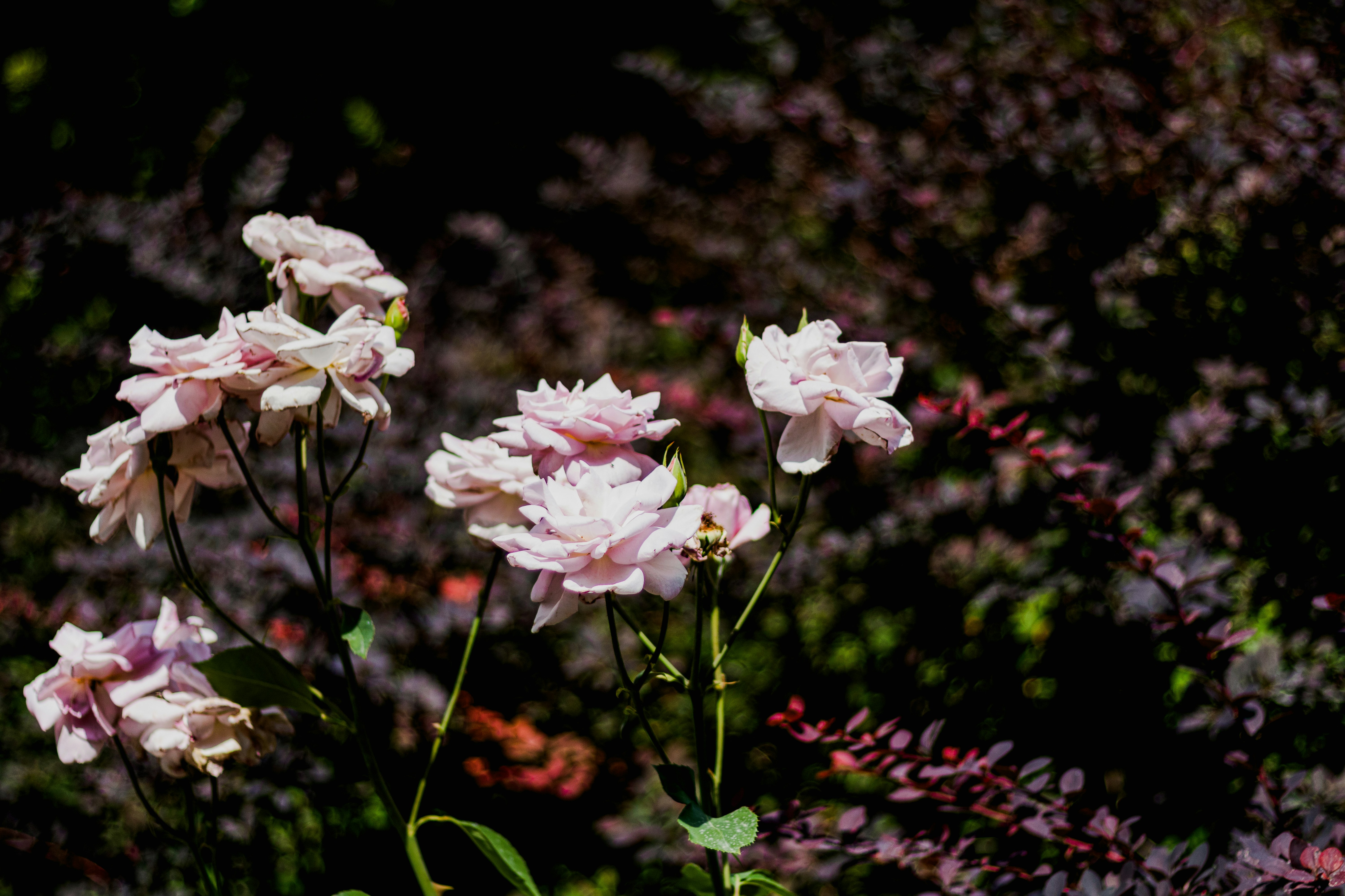 Velvet Backdrop, Pink Roses: A Quiet Garden Moment