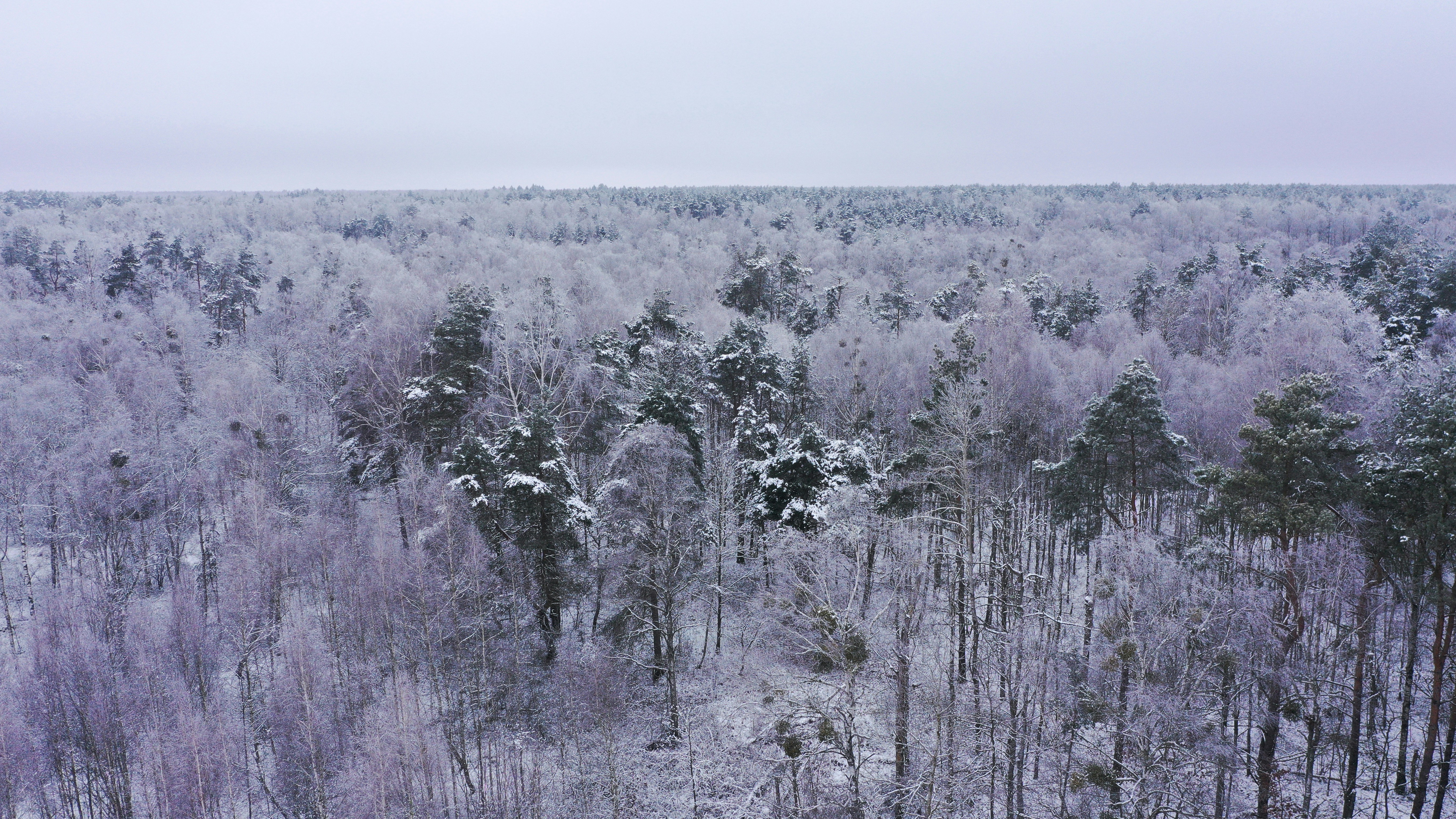Aerial view of a snow-covered forest, showcasing a serene landscape with frosted trees under a soft gray sky.