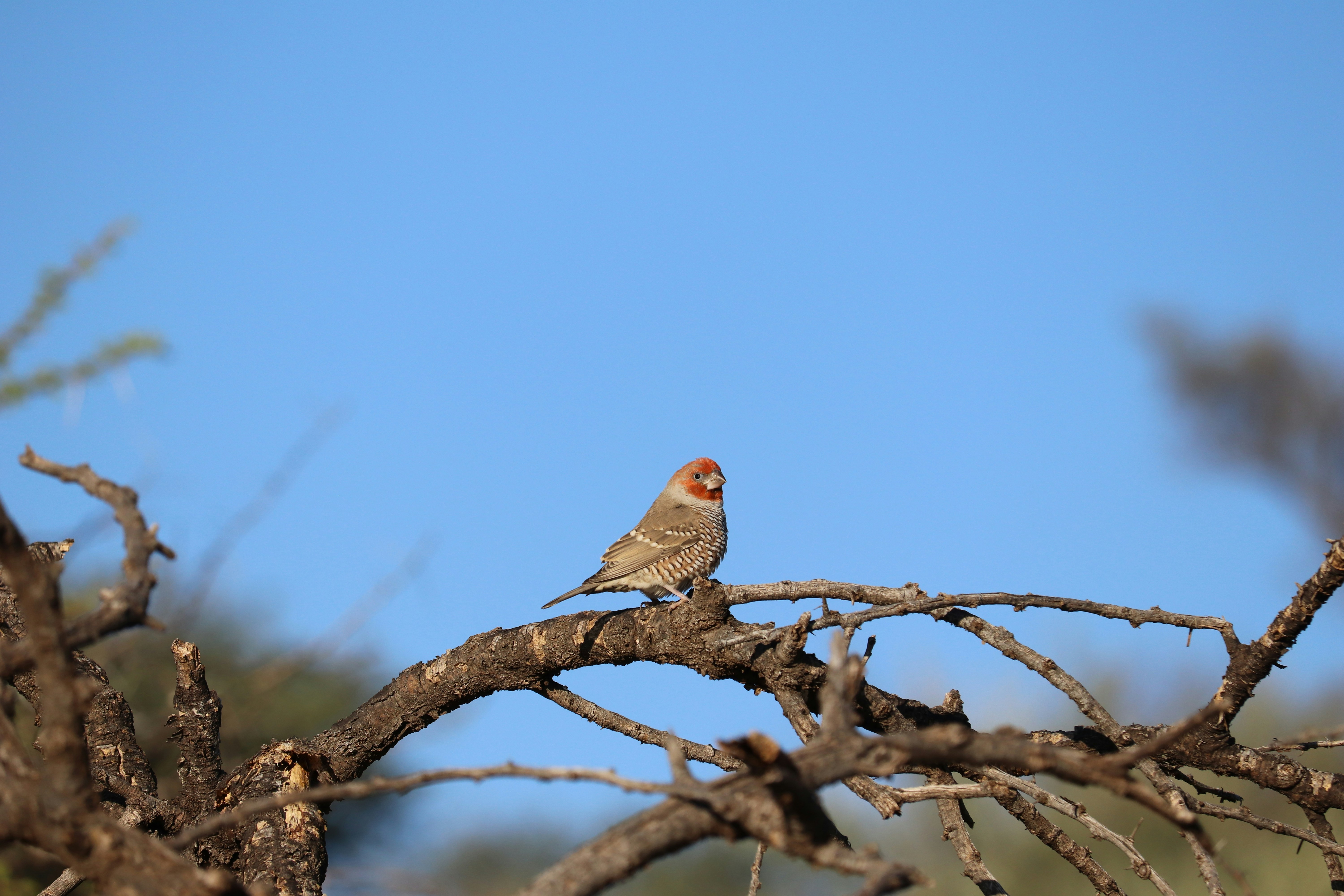 Brown and white bird perched on a tree branch with a clear blue sky background.