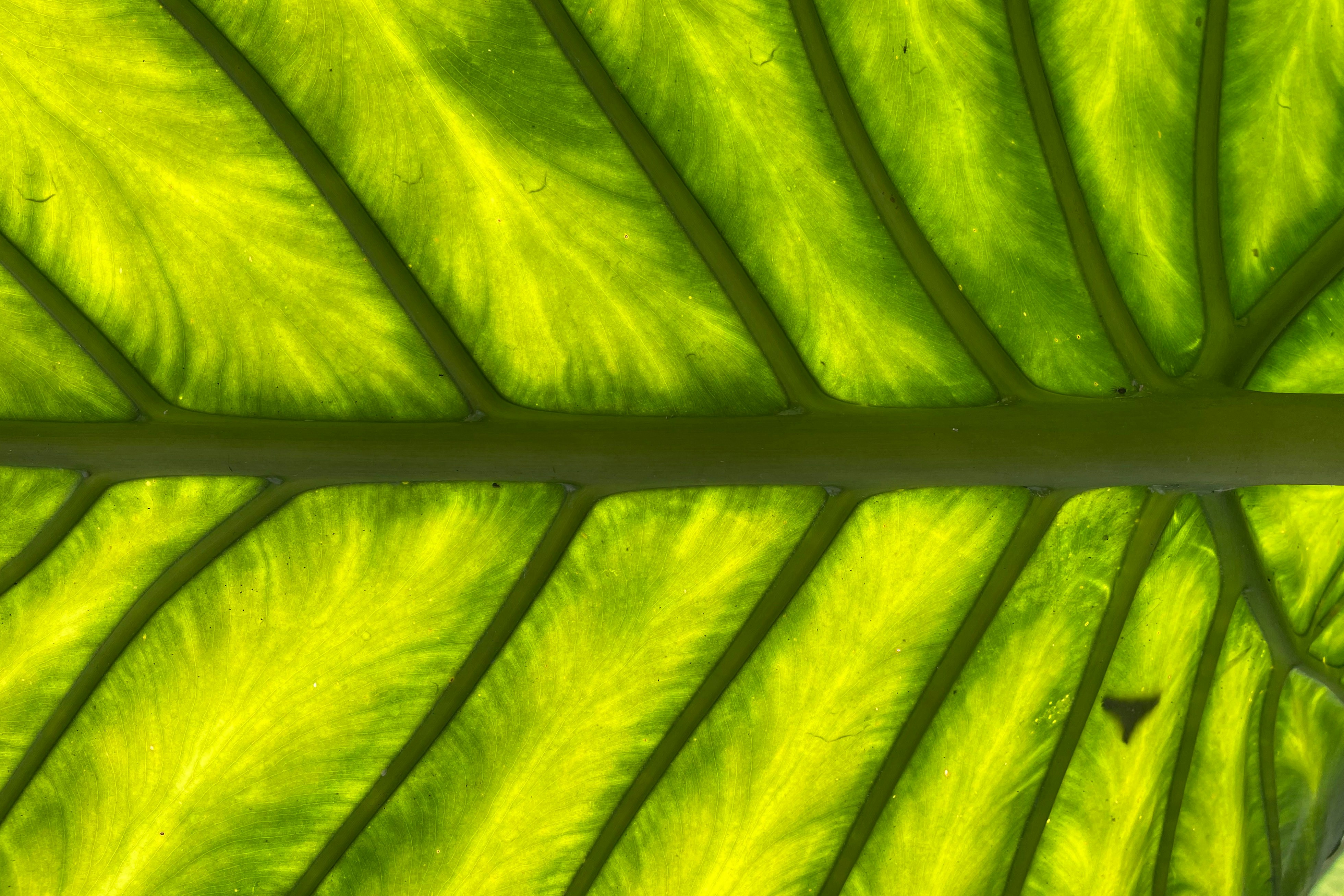 Close-up of a vibrant green leaf showcasing its intricate vein structure illuminated by light.