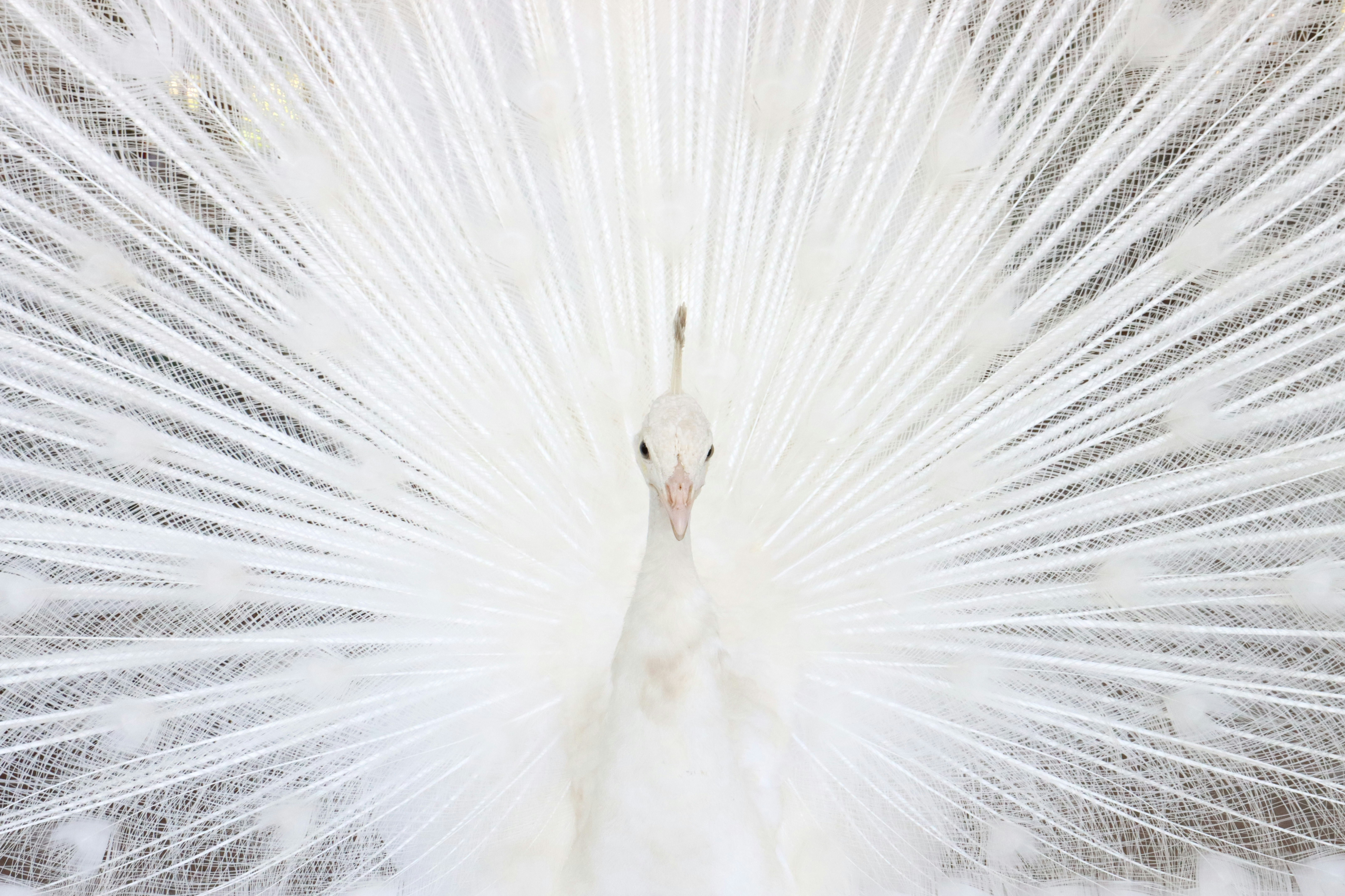 Rare white peacockAngelo Casto