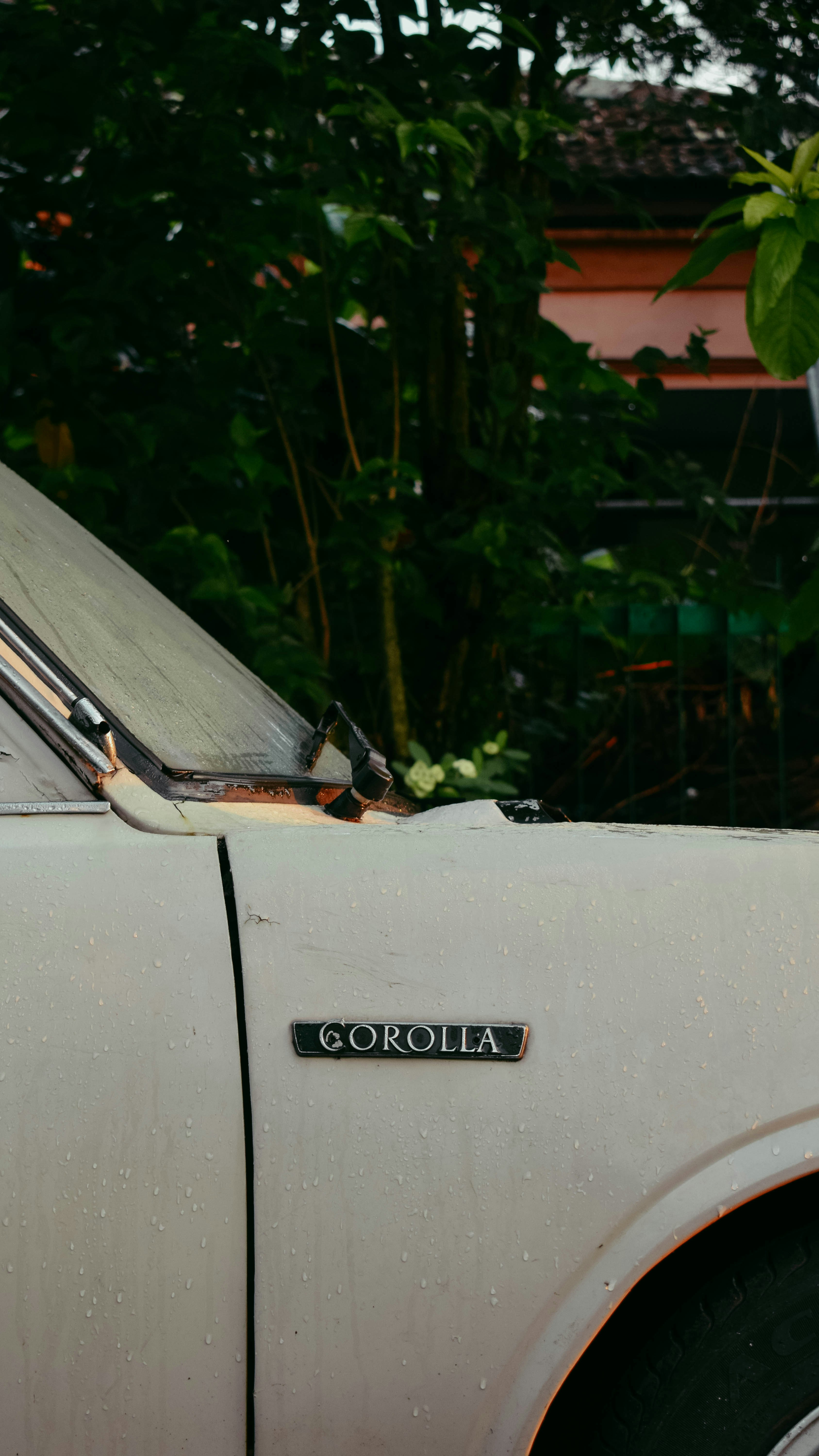 white car near green plants
