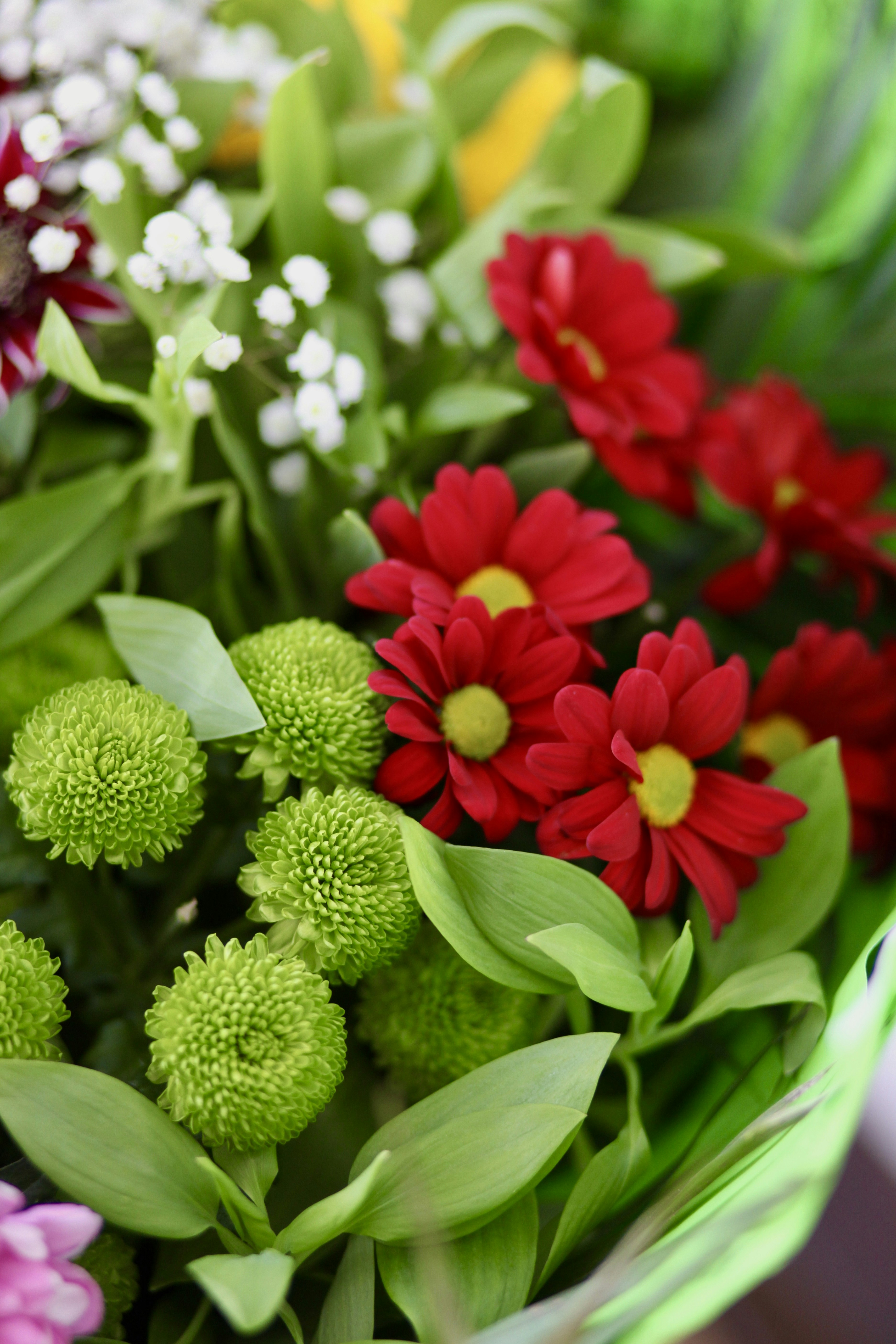 Crimson Zinnias in a Verdant Bouquet: A Soft-Focus Close-Up