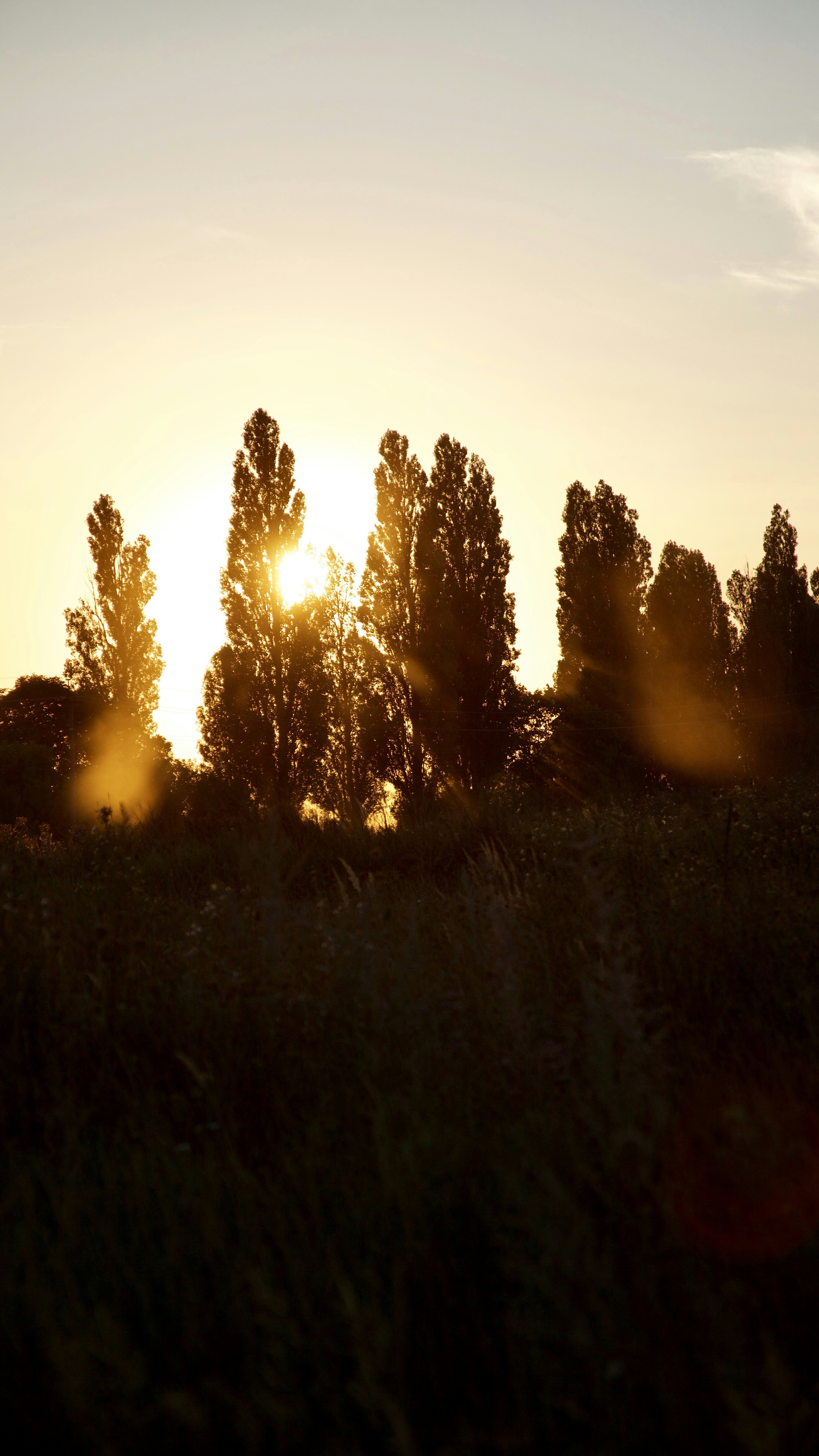 Dawn Chorus: Silhouetted trees against a golden sunrise