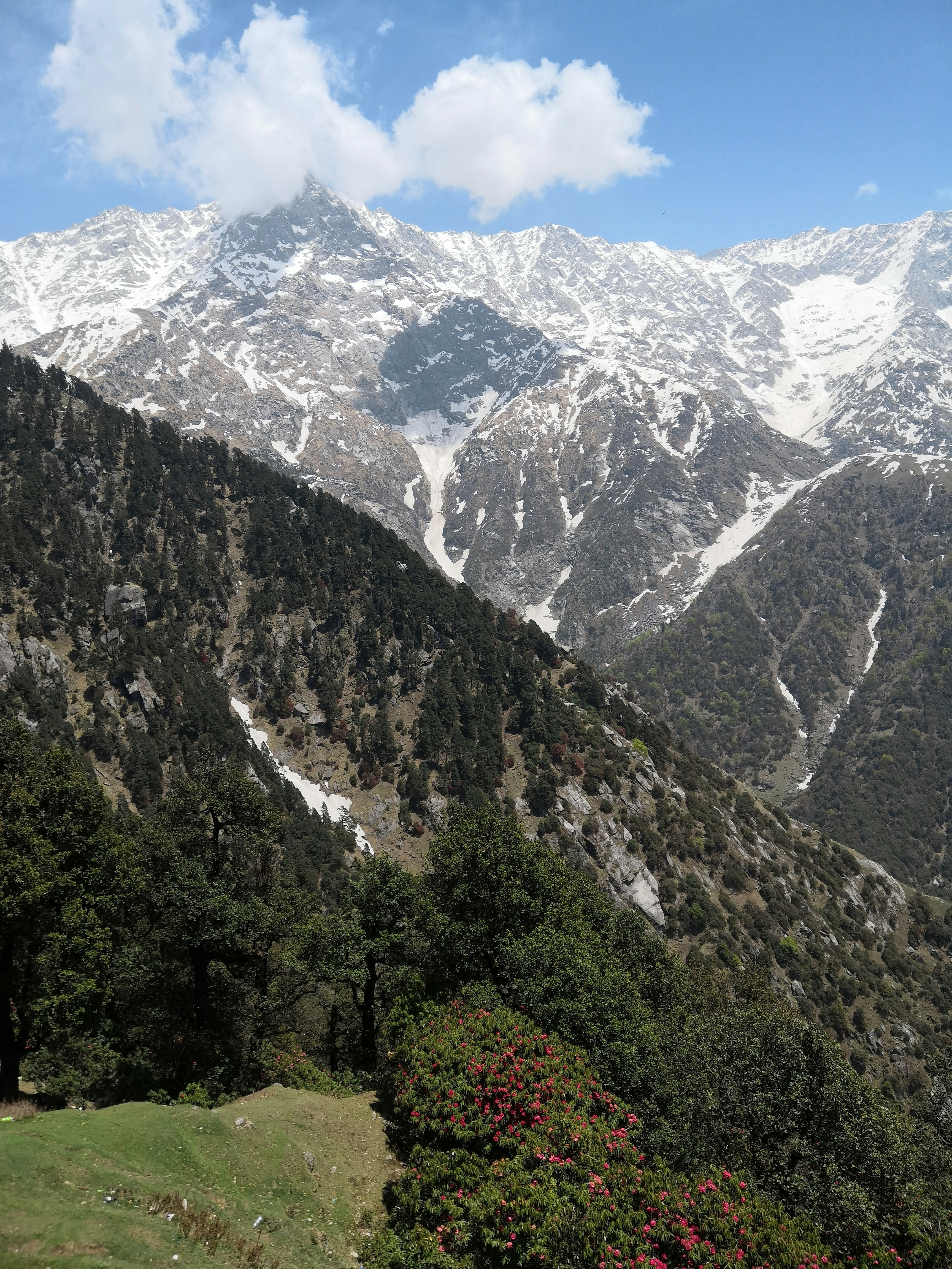 Landscape photograph showing snow-capped alpine peaks rising above forested slopes and a sunlit meadow under a bright blue sky.