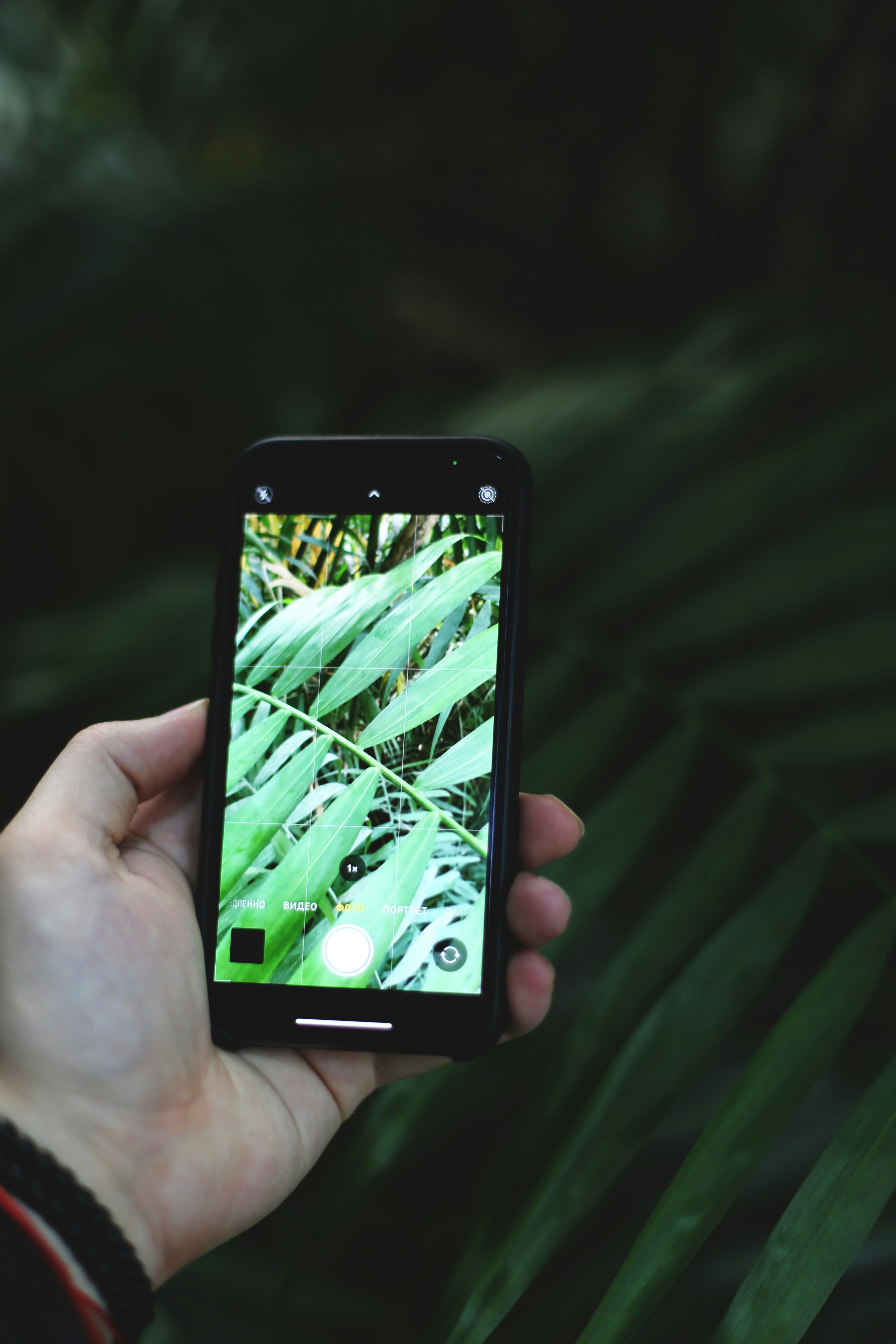 Green Screen: Closer Look at Leaves on a Phone Screen