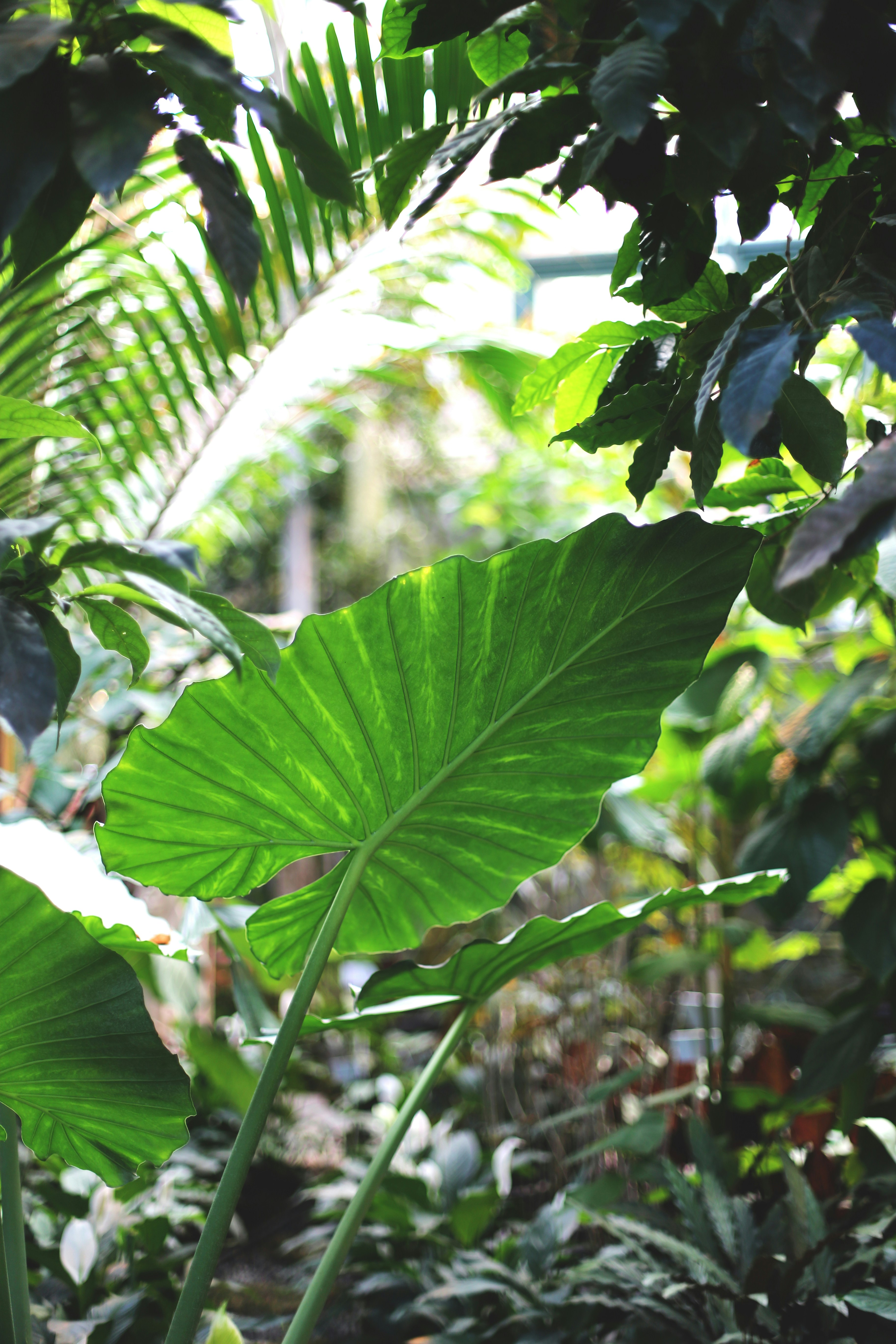 Large green leaves framed by a lush backdrop of tropical plants, creating a serene and vibrant atmosphere. The composition highlights the intricate textures and hues of the foliage.