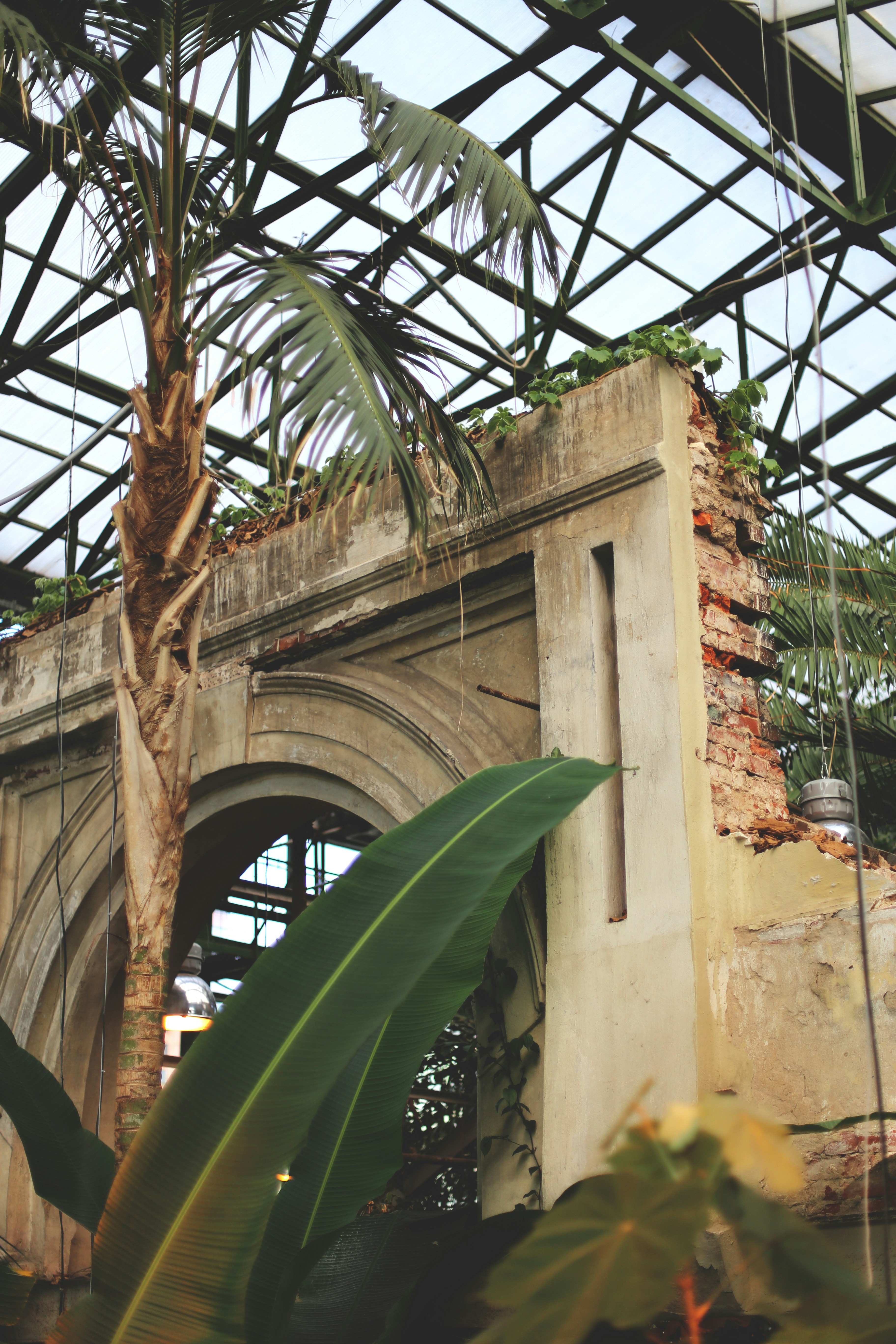 Foliage and Ruins under Glass: A Conservatory’s Quiet Sketch