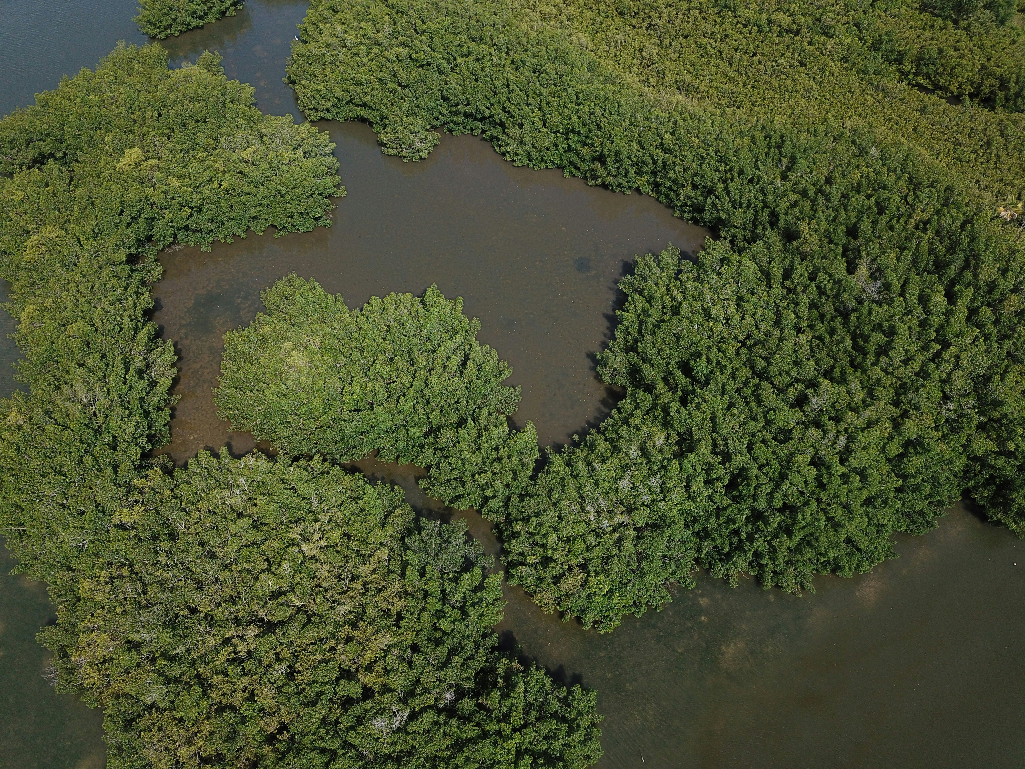 Lush mangrove forests surround a tranquil water body, showcasing the intricate patterns of nature from above.