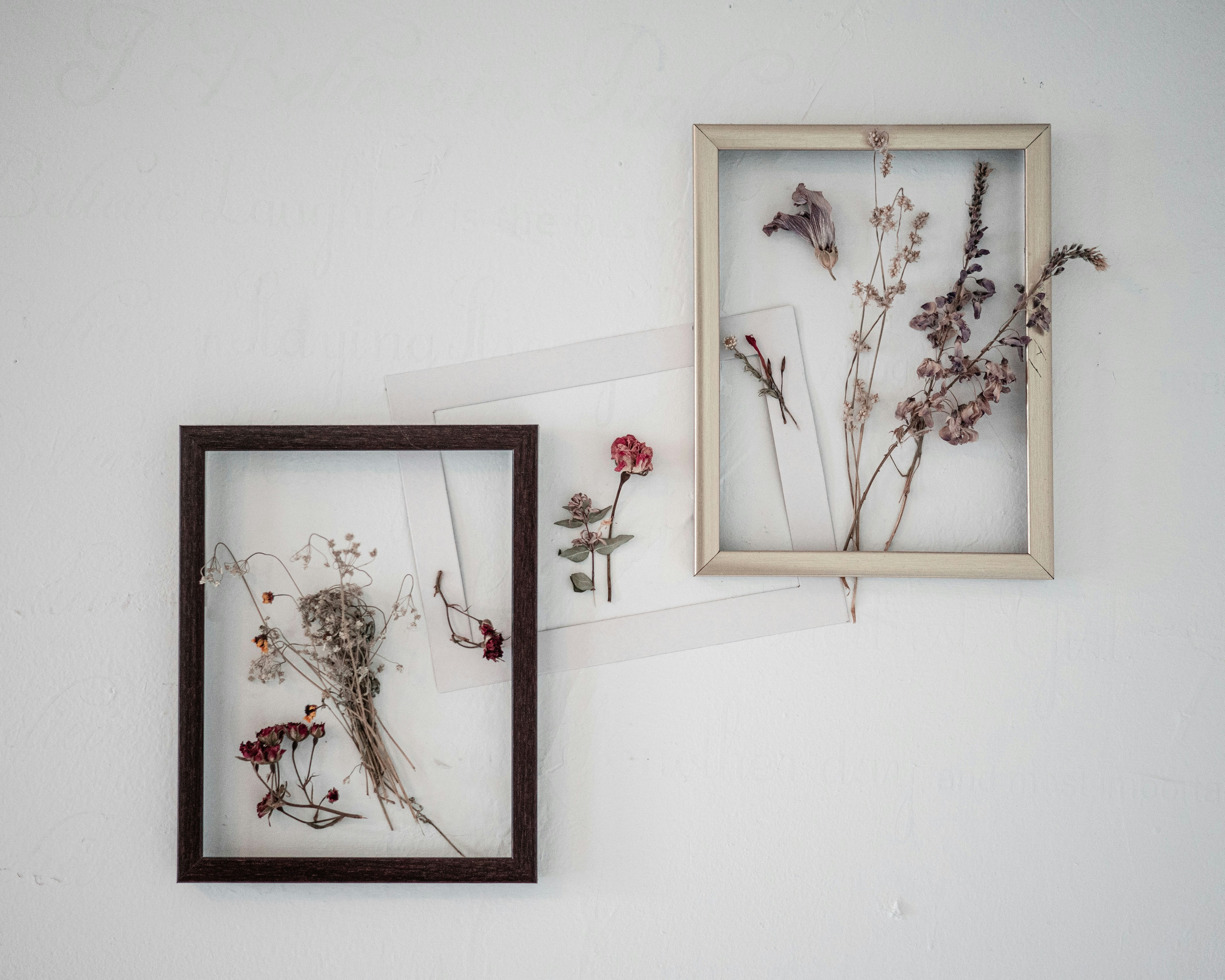 Dried flowers displayed in two frames against a minimalist wall, showcasing their delicate beauty and intricate details.