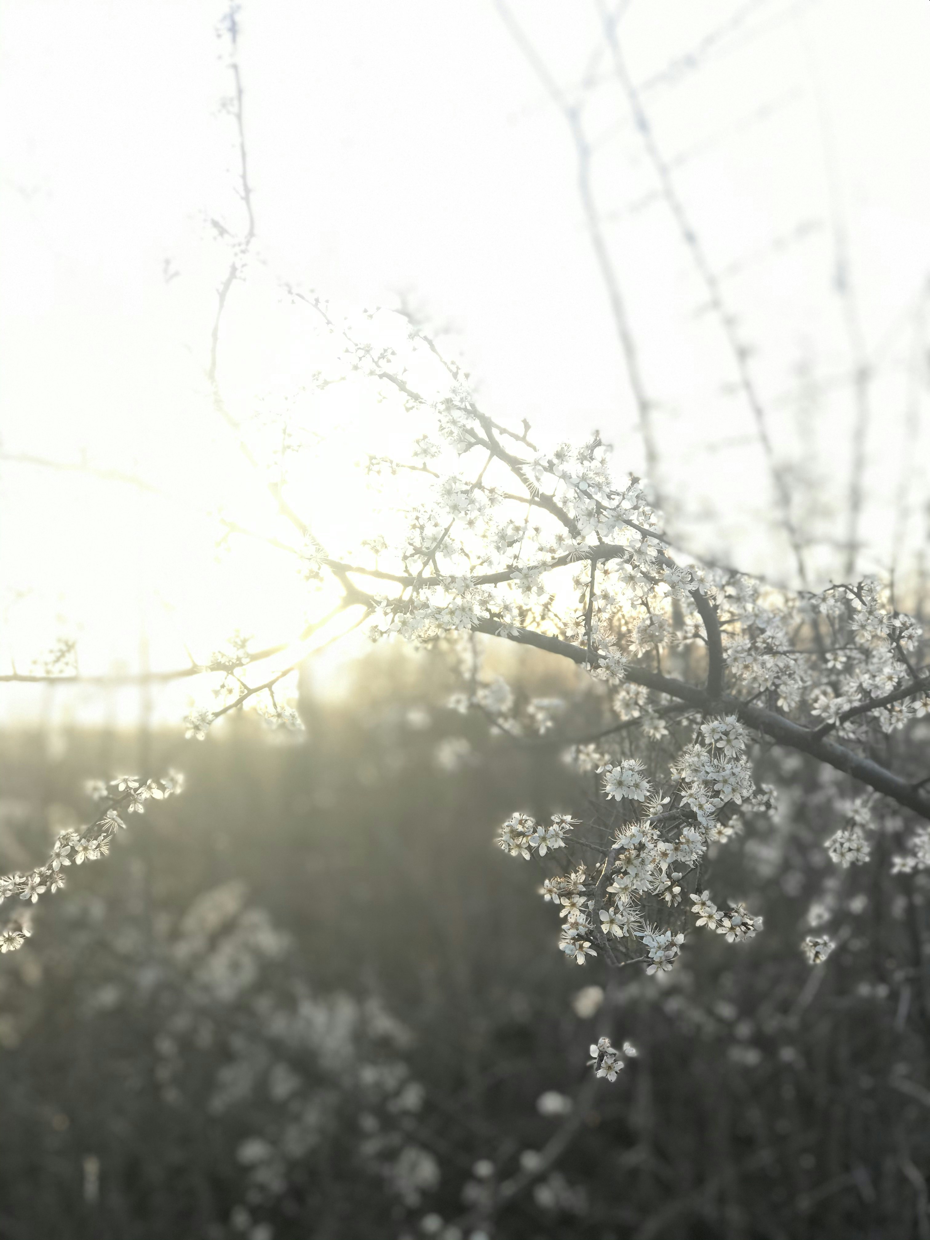 Delicate white blossoms illuminated by soft sunlight, set against a blurred background of budding branches. The scene evokes a sense of renewal.