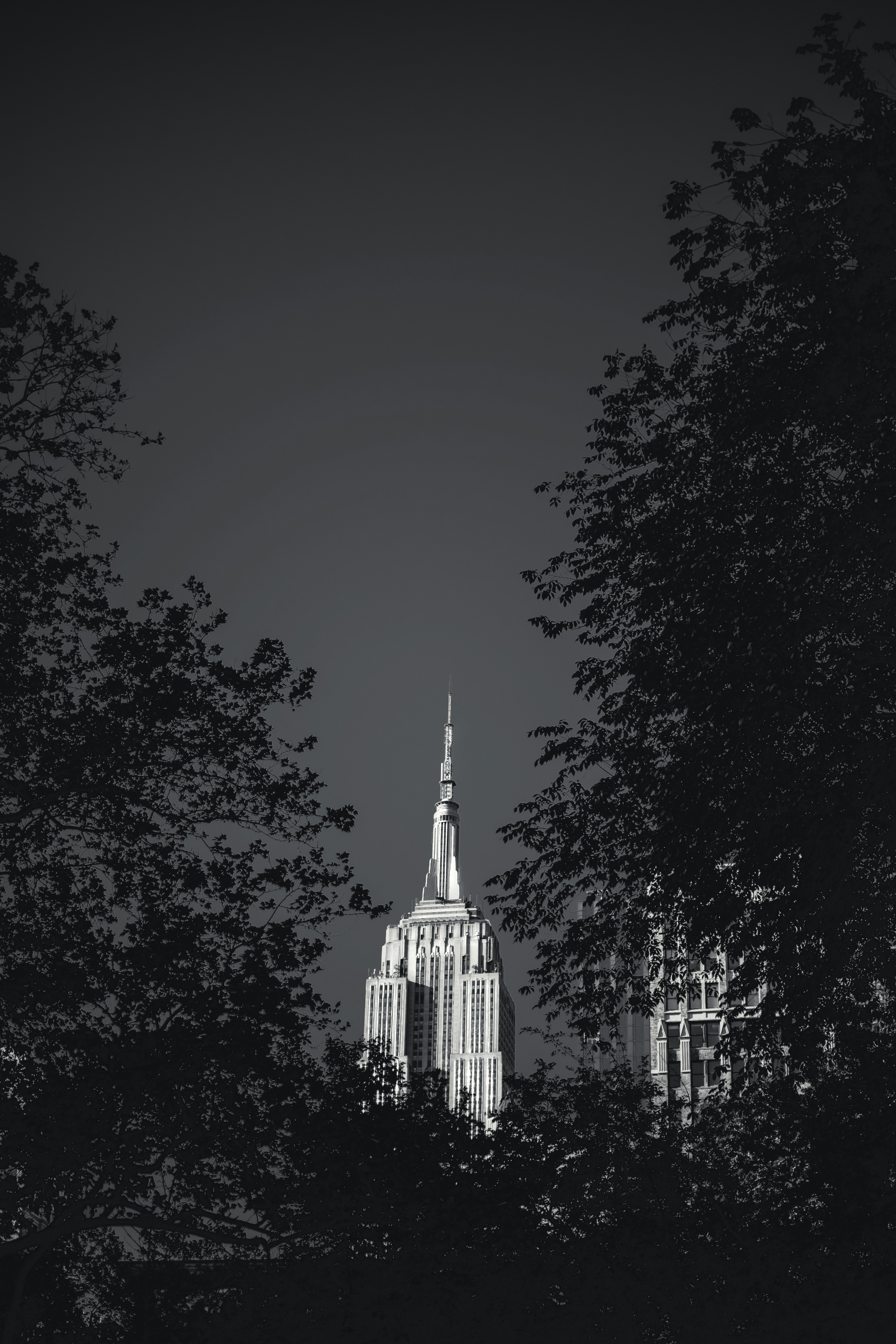 Spire in the Framed Night: Empire State Tower Through a Tree Canopy