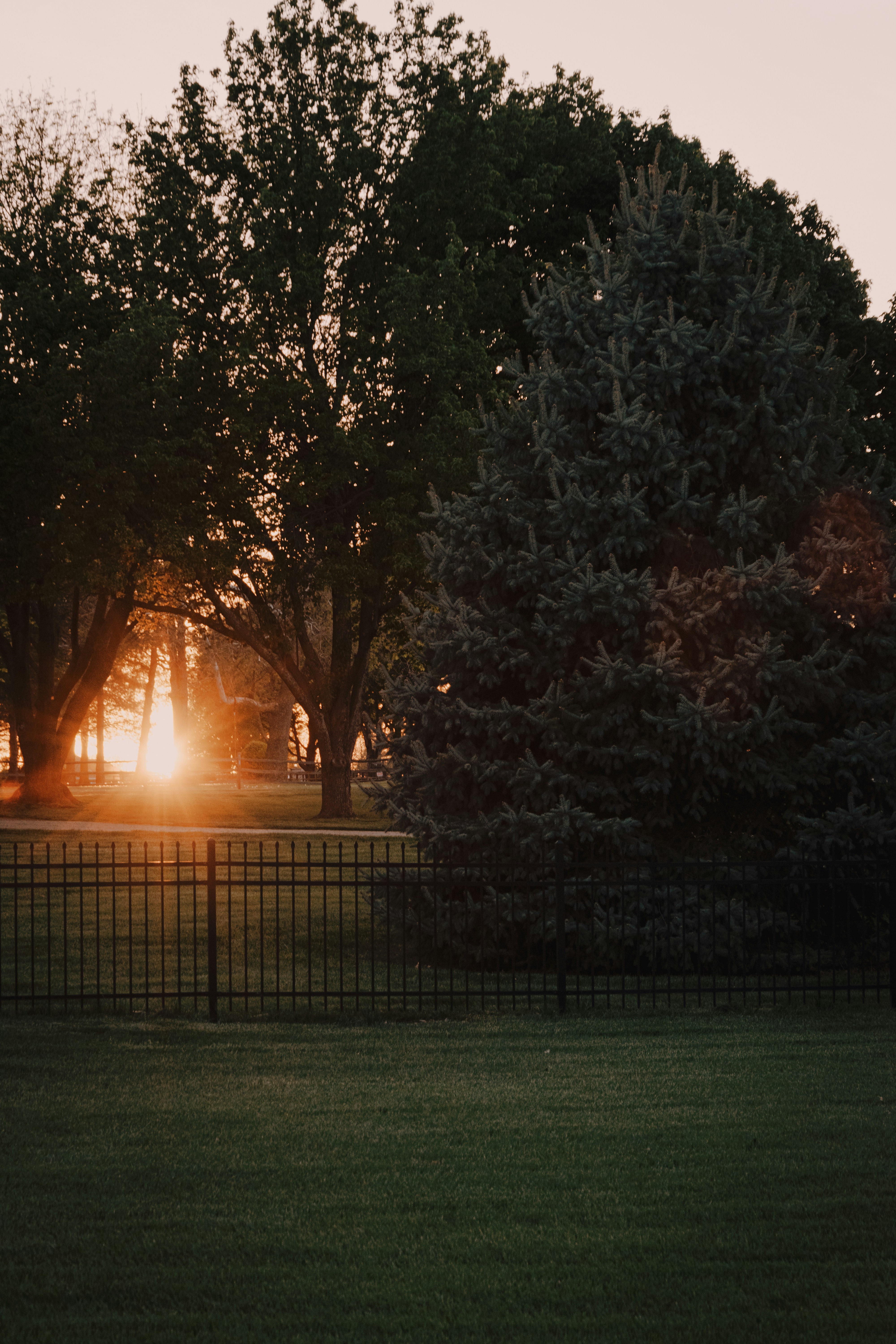 Dawn Through the Park Fence: Golden Light Between Trees