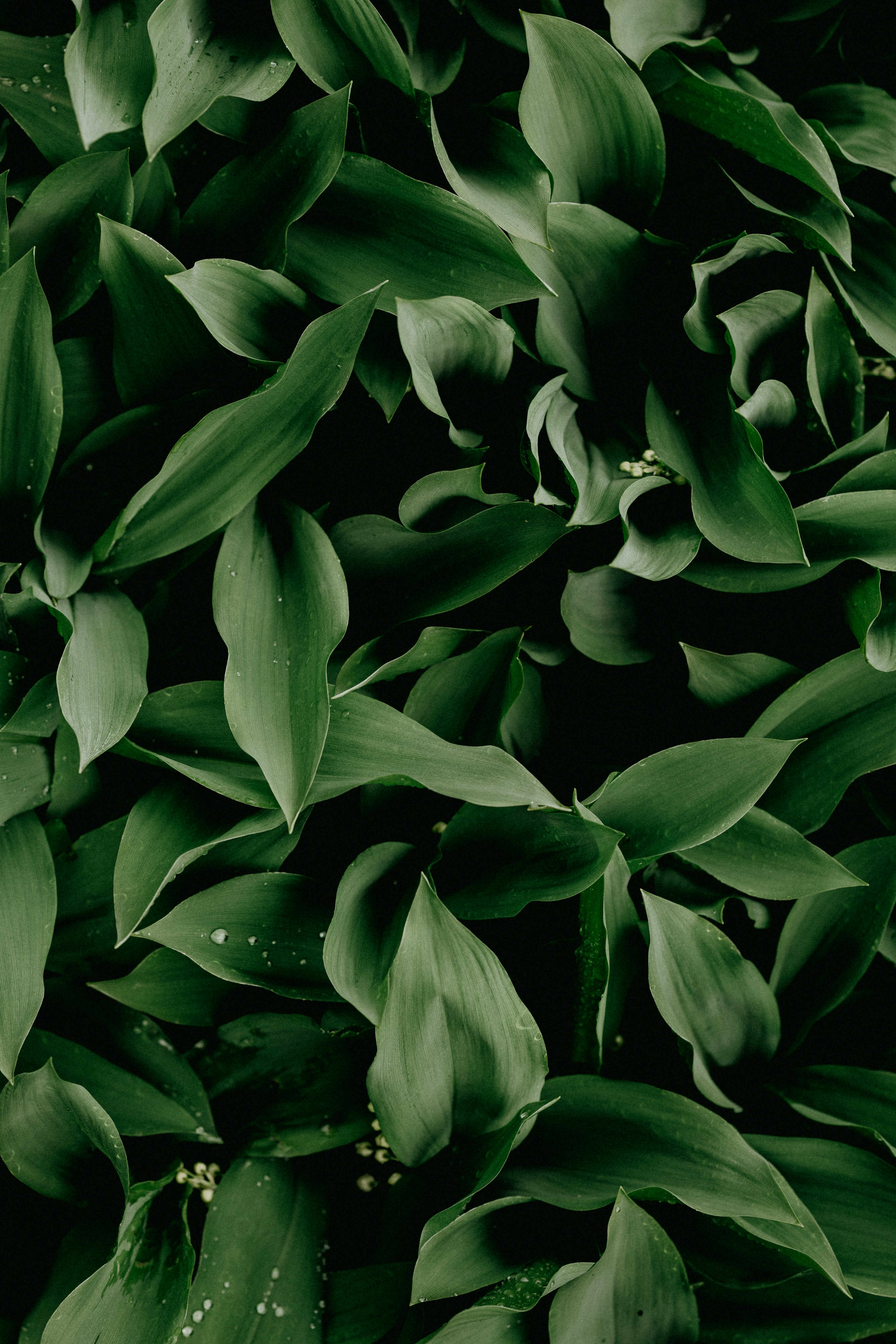 Green Leaves Background Tumblr