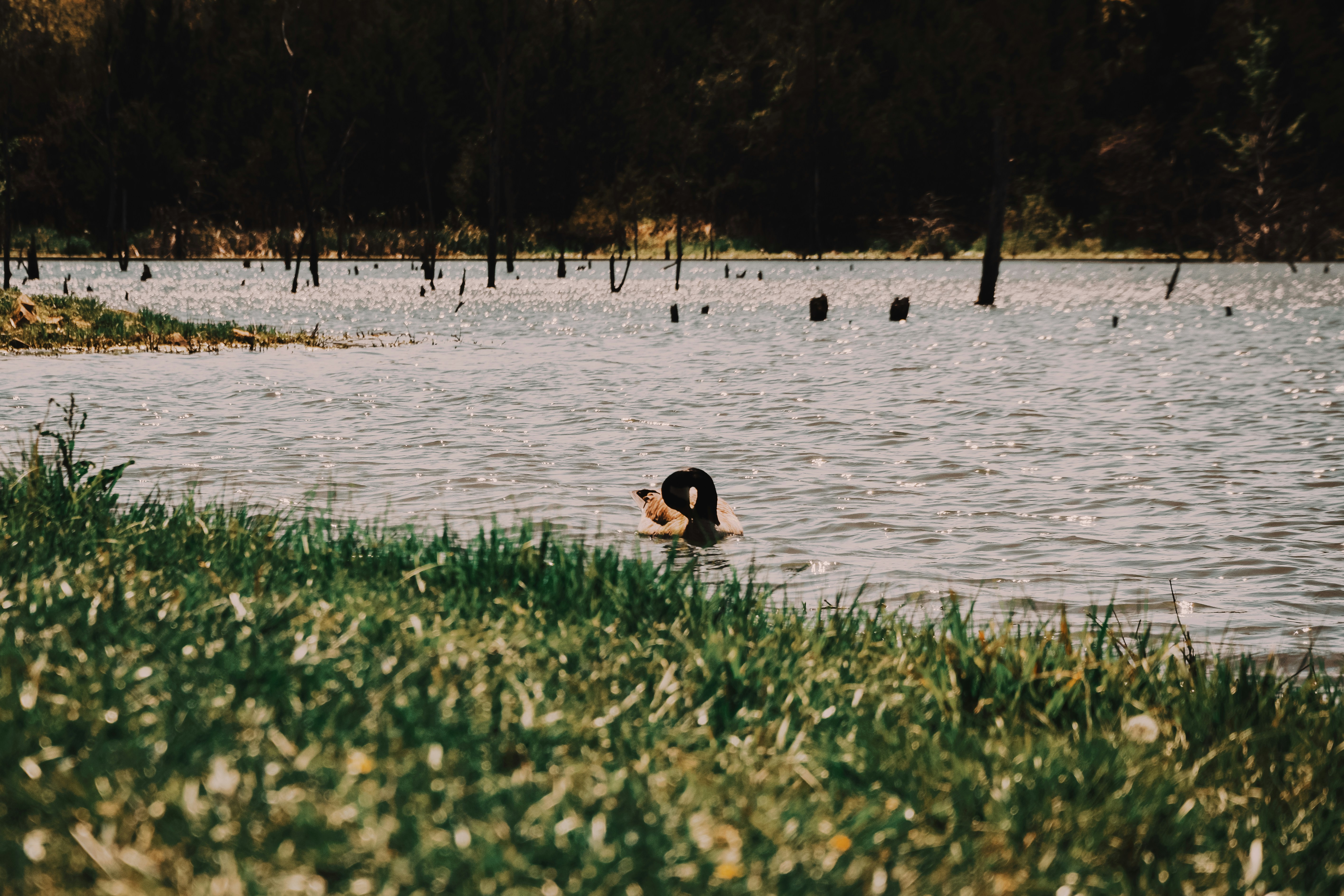 Duck at the Waterline: Quiet Green Bank Under Dappled Light