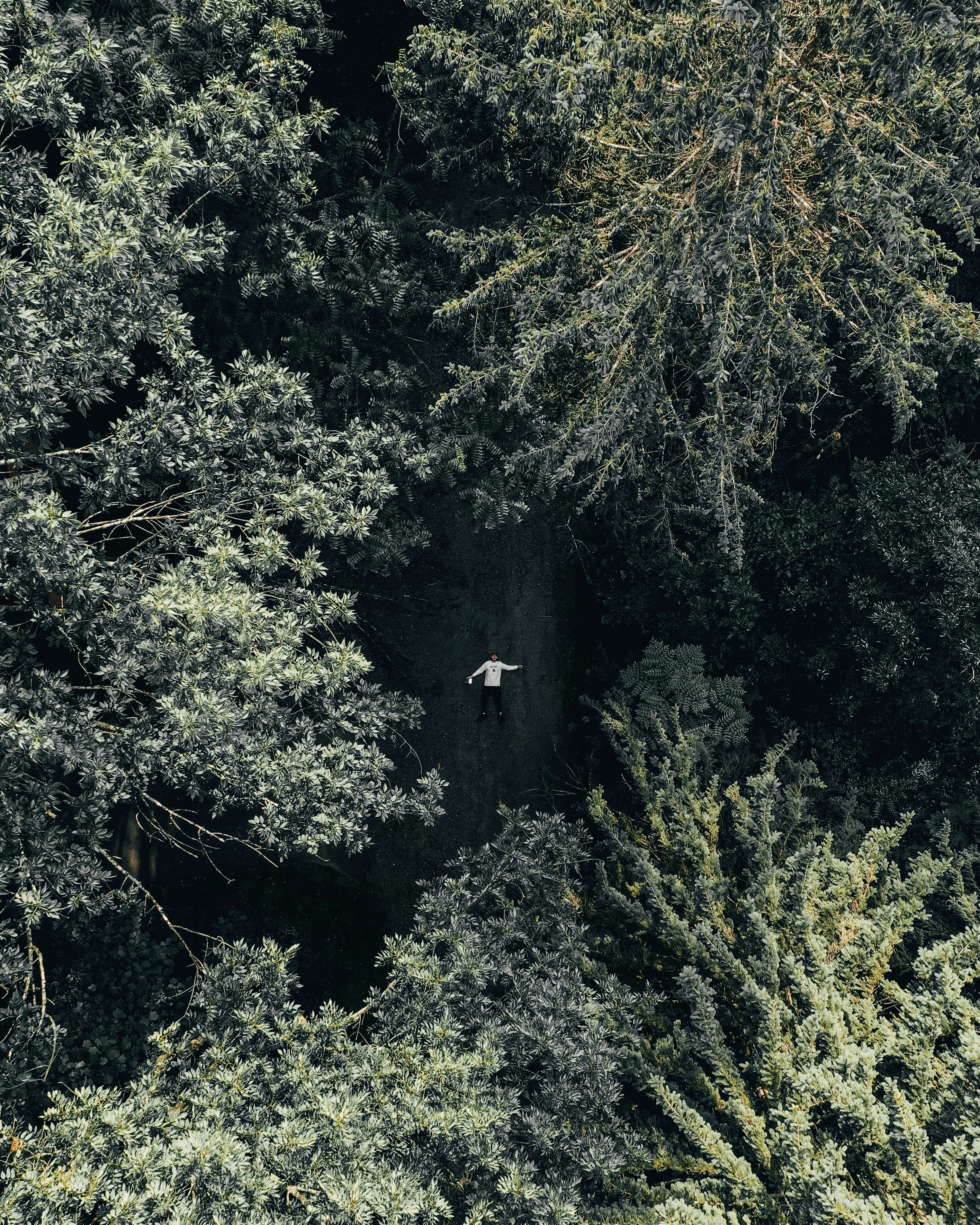 A solitary figure lies on a forest path, surrounded by a dense canopy of trees, showcasing the harmony between nature and human presence.