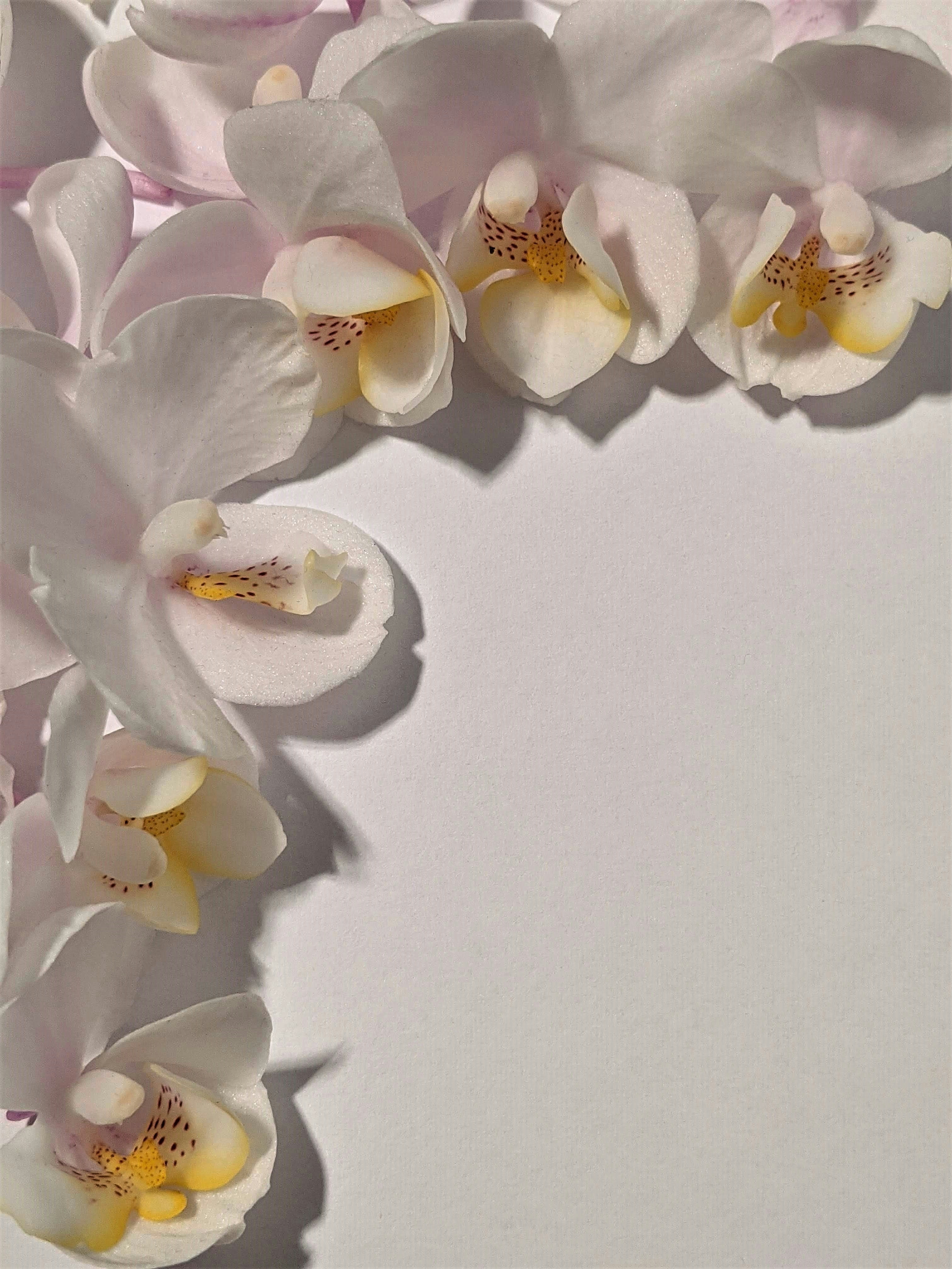 Delicate orchids gracefully arranged along the edge of a soft white backdrop, highlighting their intricate details and gentle hues.