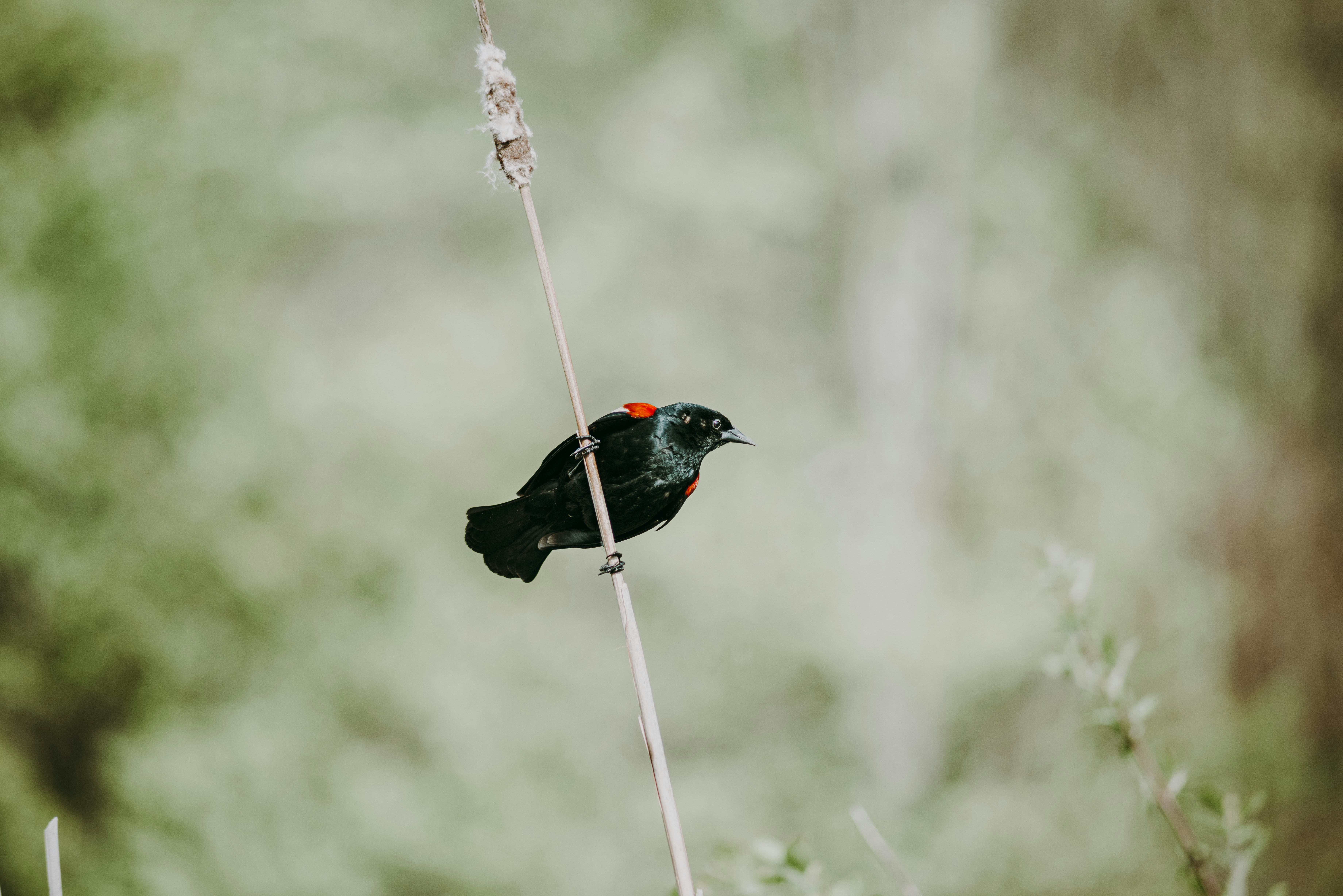 Crimson Crown on a Quiet Reed