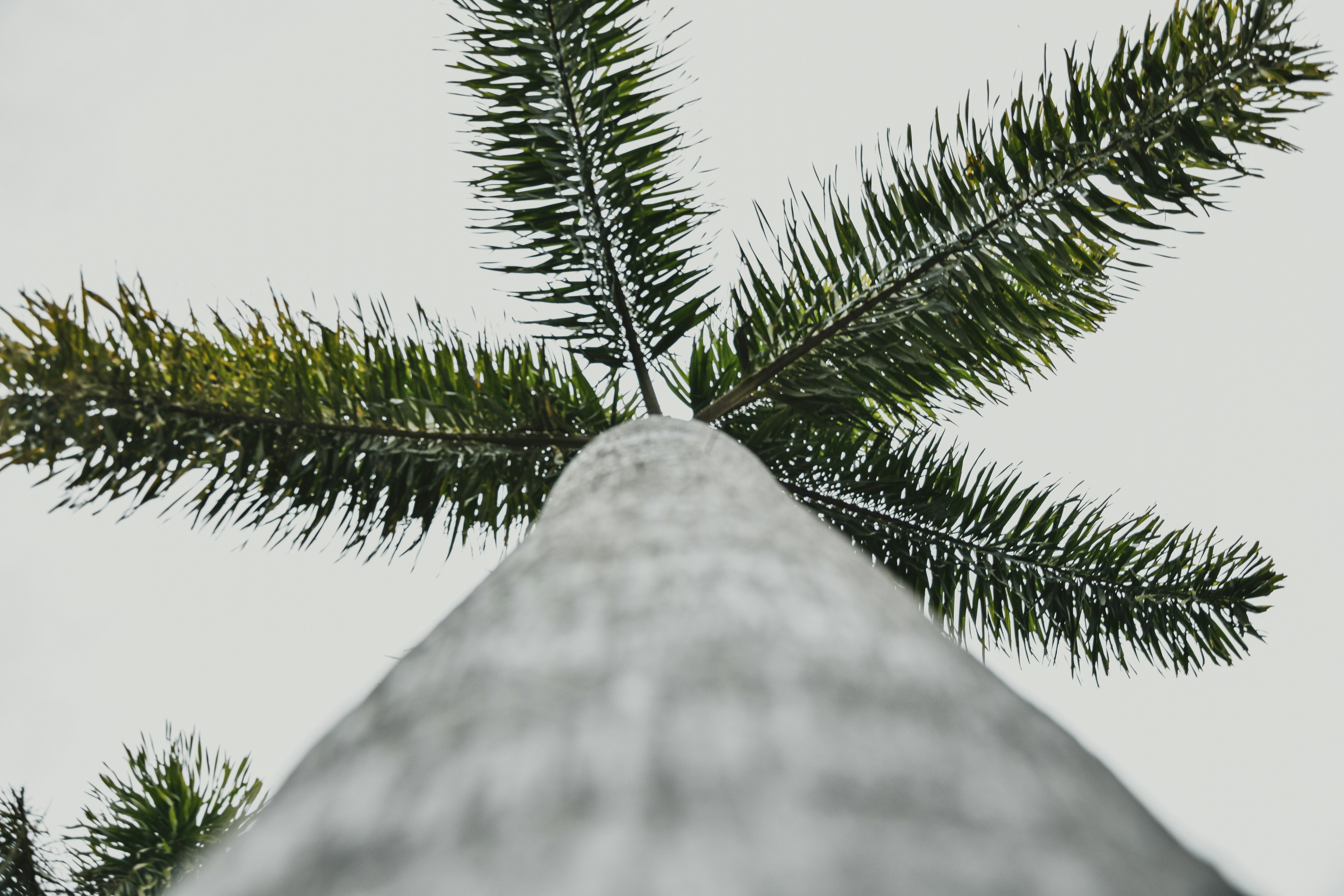 green palm tree during daytime